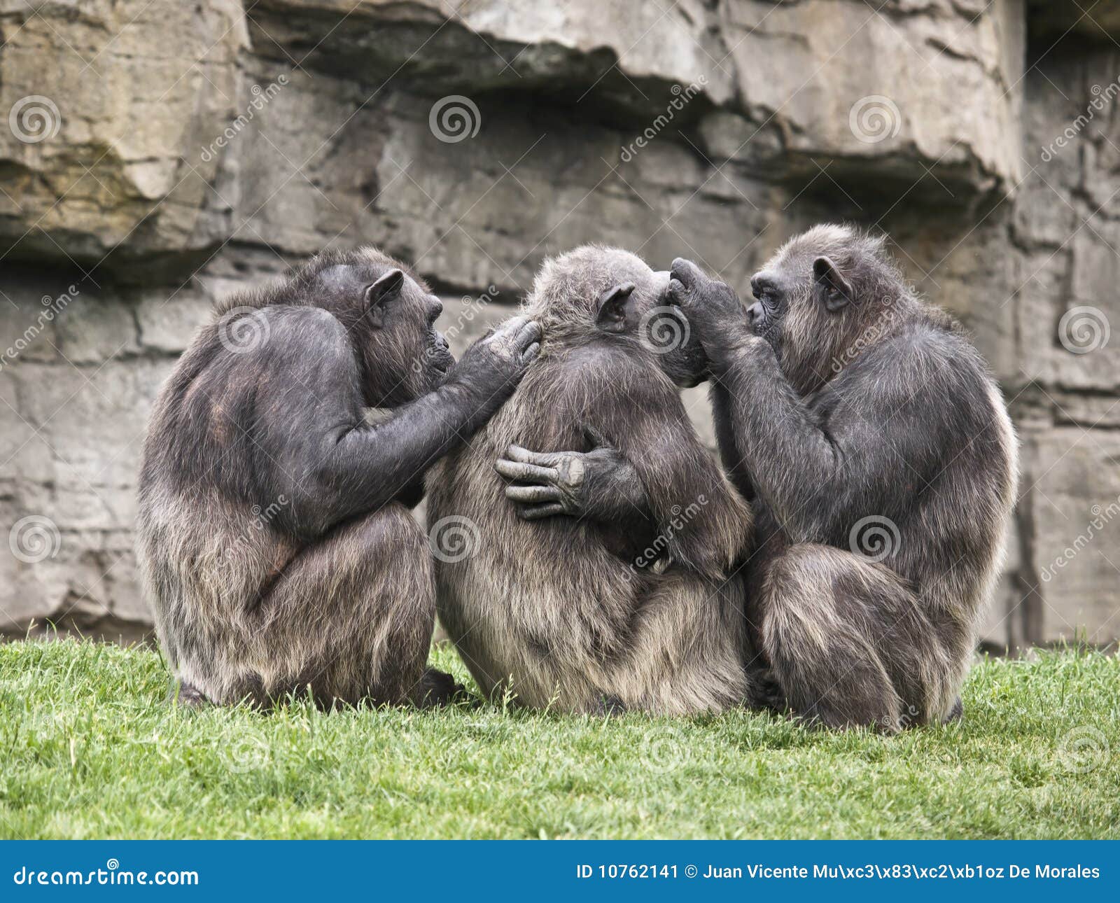 Monkeys on Cleaning Tasks stock image. Image of parasite - 10762141