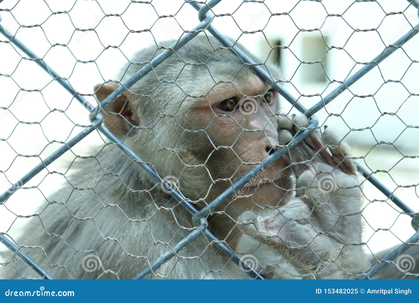 Monkeys Social Grooming Royalty-Free Stock Photo | CartoonDealer.com ...