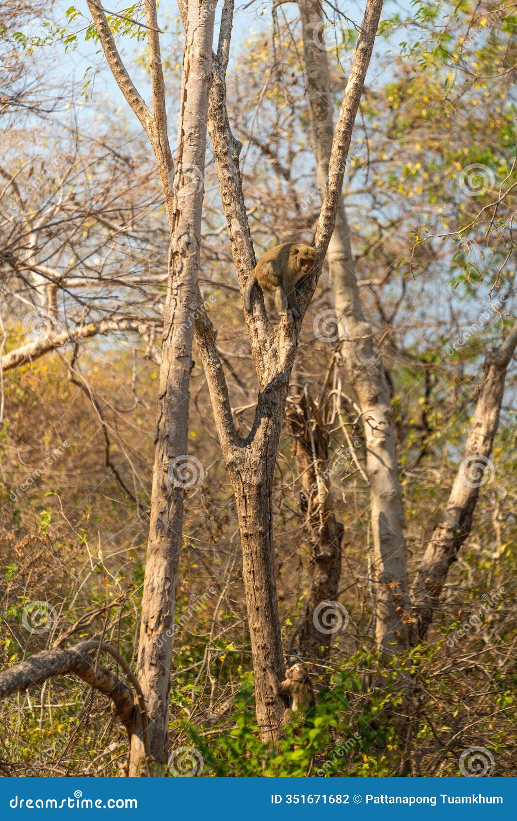 Monkeys Climbing on a Tree, Rough Bark Texture and is Surrounded by ...