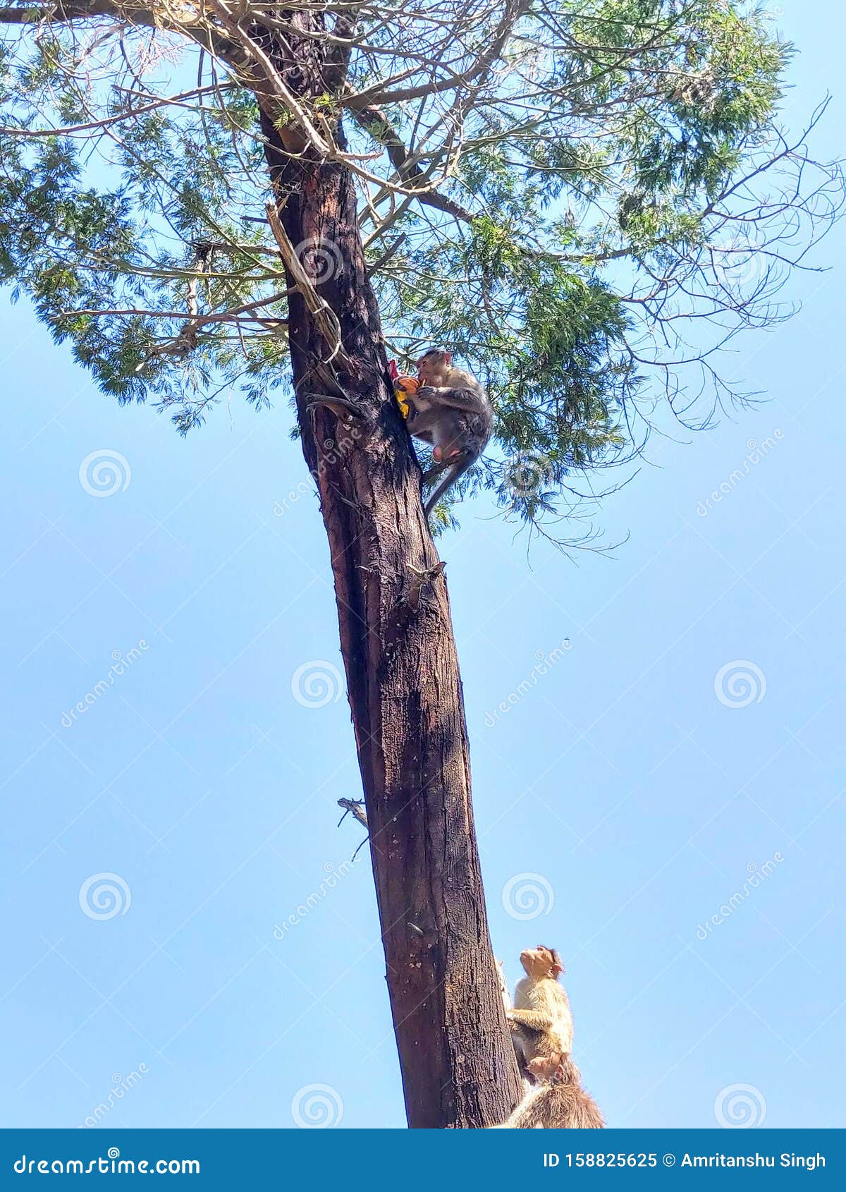 Monkeys Competing for Snacks Stock Image - Image of competing, snacks ...