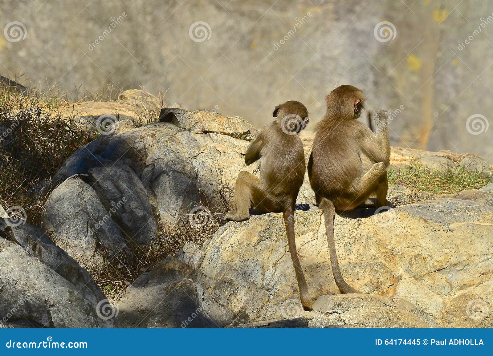 Monkeys stock image. Image of baboons, monkeys, meeting - 64174445