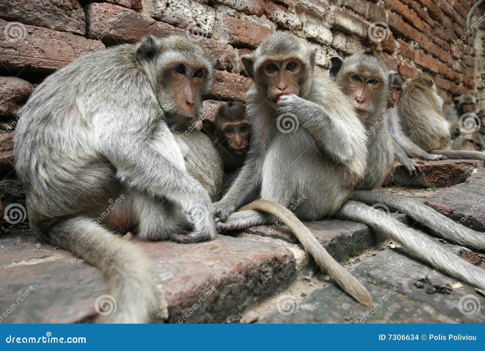 Monkeys conservation stock photo. Image of asia, mammal - 7306634