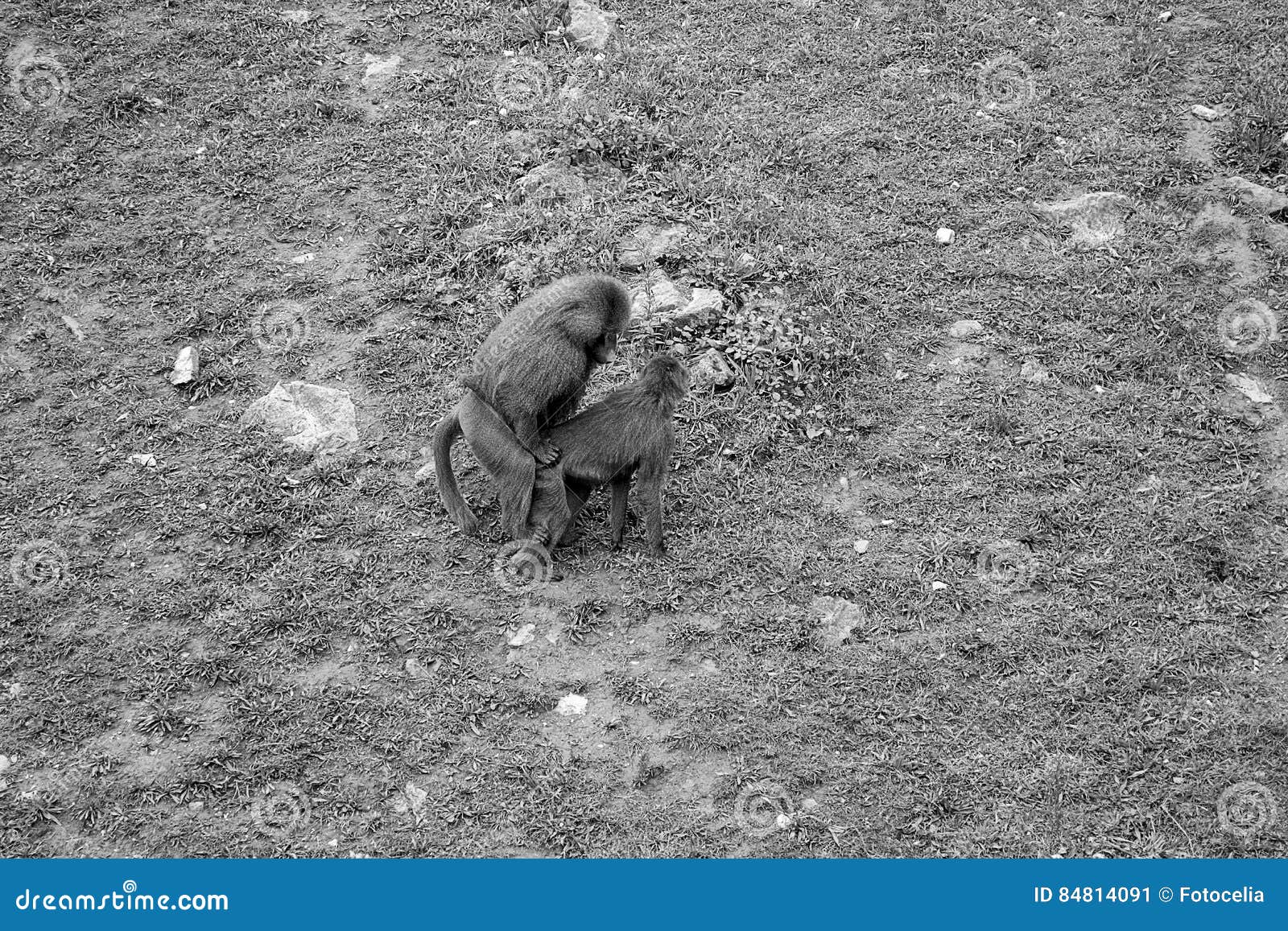 Monkeys copulating zoo stock image. Image of hair, american - 84814091
