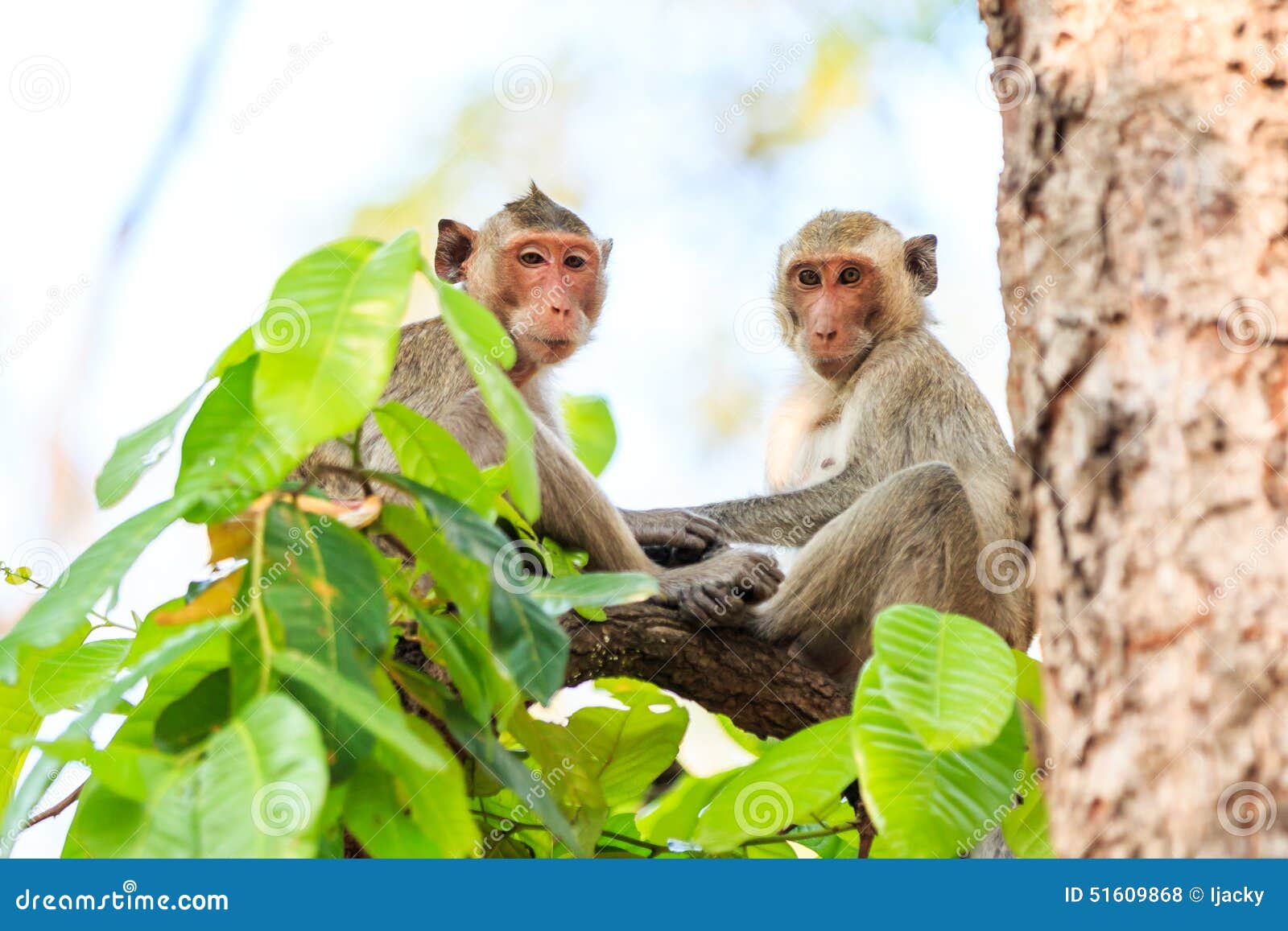 Monkeys (Crab-eating Macaque) on Tree Stock Photo - Image of body ...