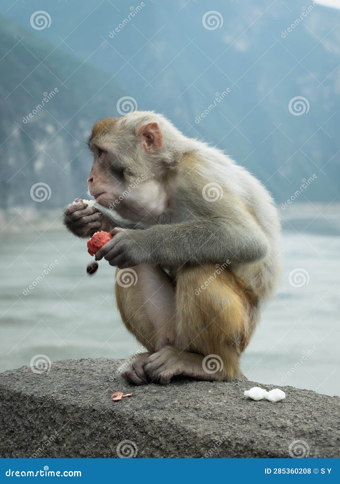 Monkeys stock photo. Image of primate, whiskers, wildlife - 285360208