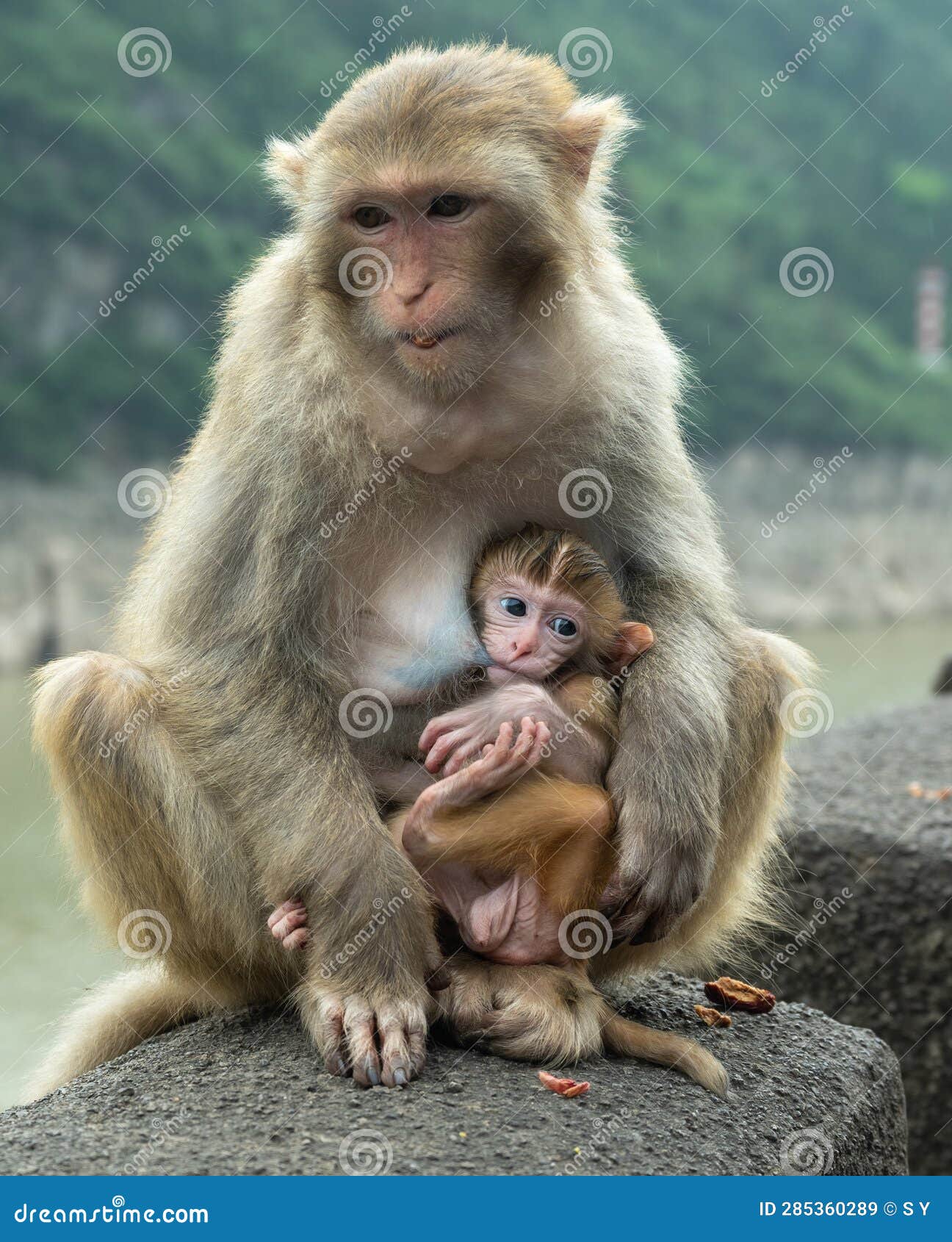 Monkeys stock image. Image of animal, squirrel, macaque - 285360289