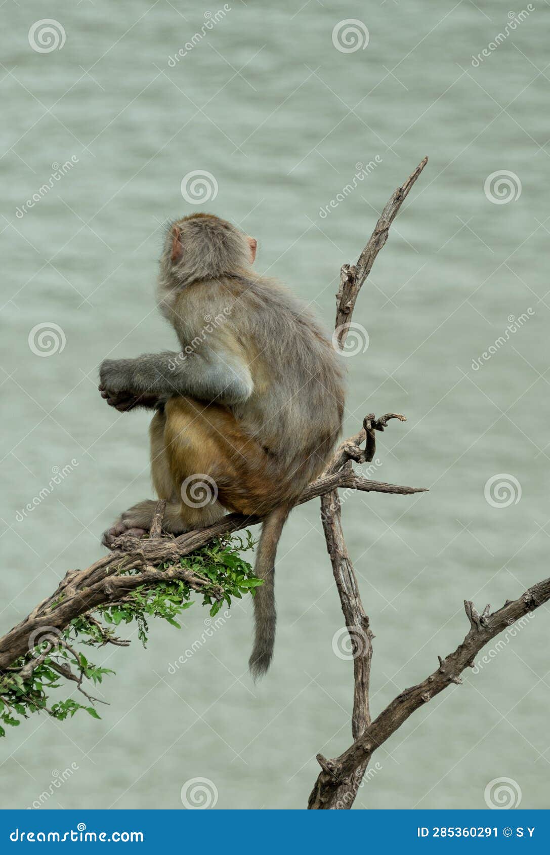 Monkeys stock image. Image of macaque, nature, rodent - 285360291