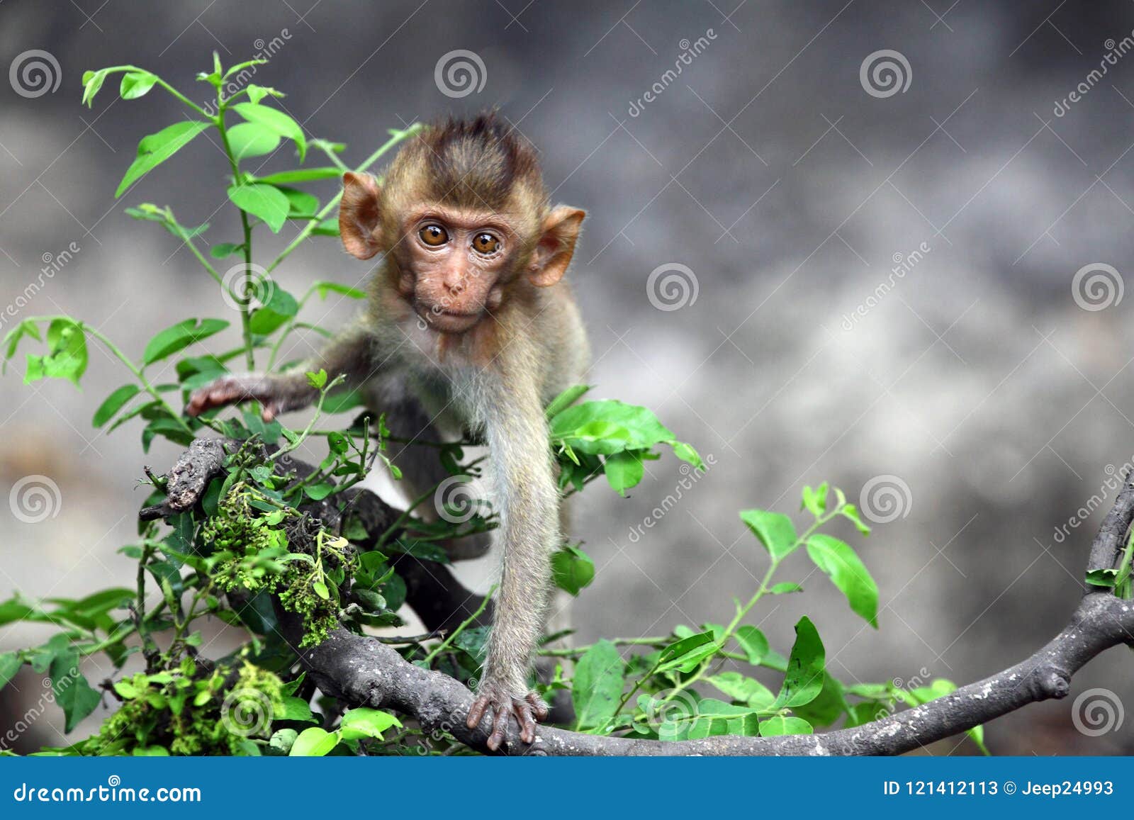 Monkeys cute on tree. stock image. Image of looking - 121412113