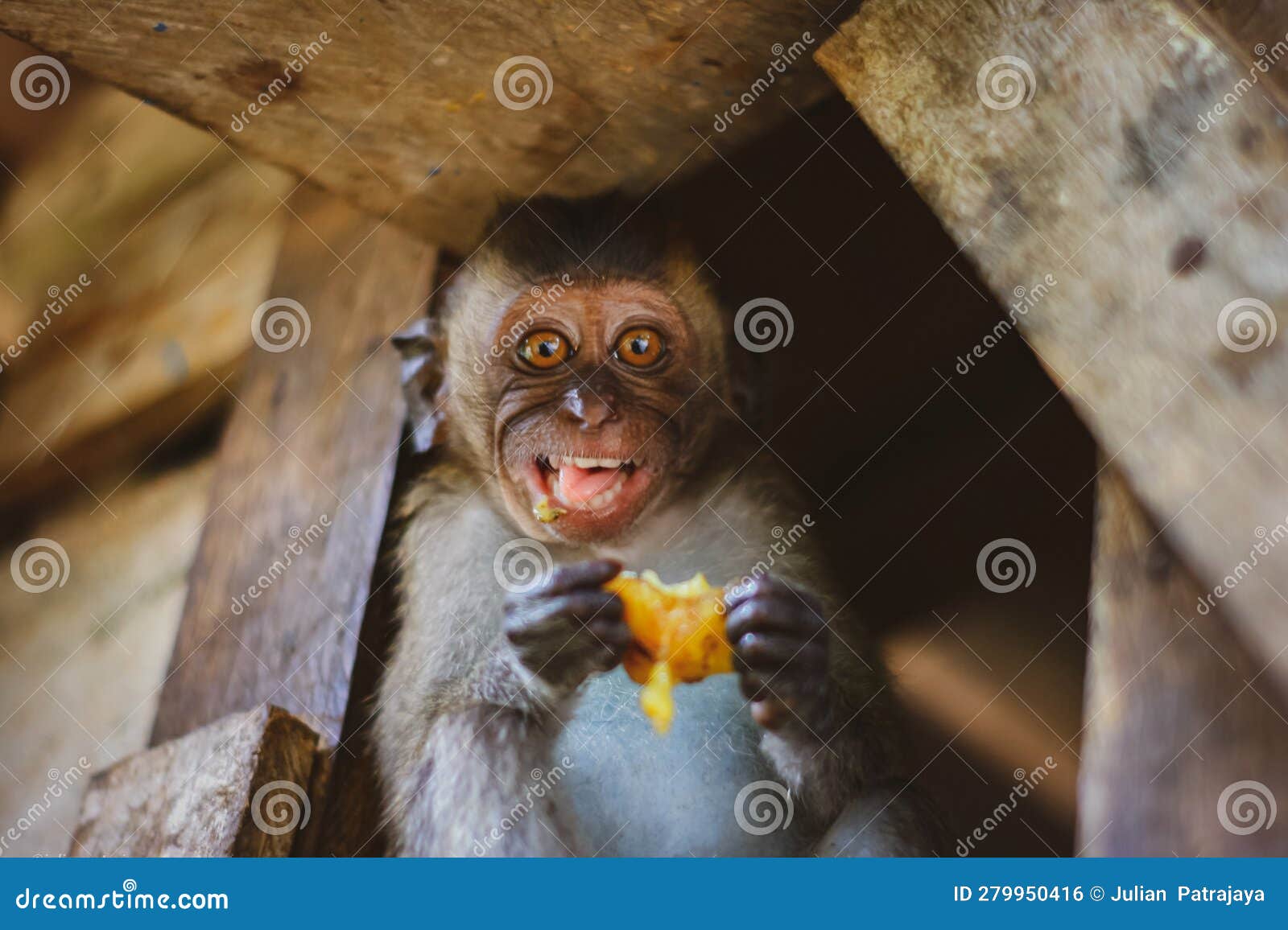 Monkey Eat Fruit with Smile Face Stock Photo - Image of wildlife ...