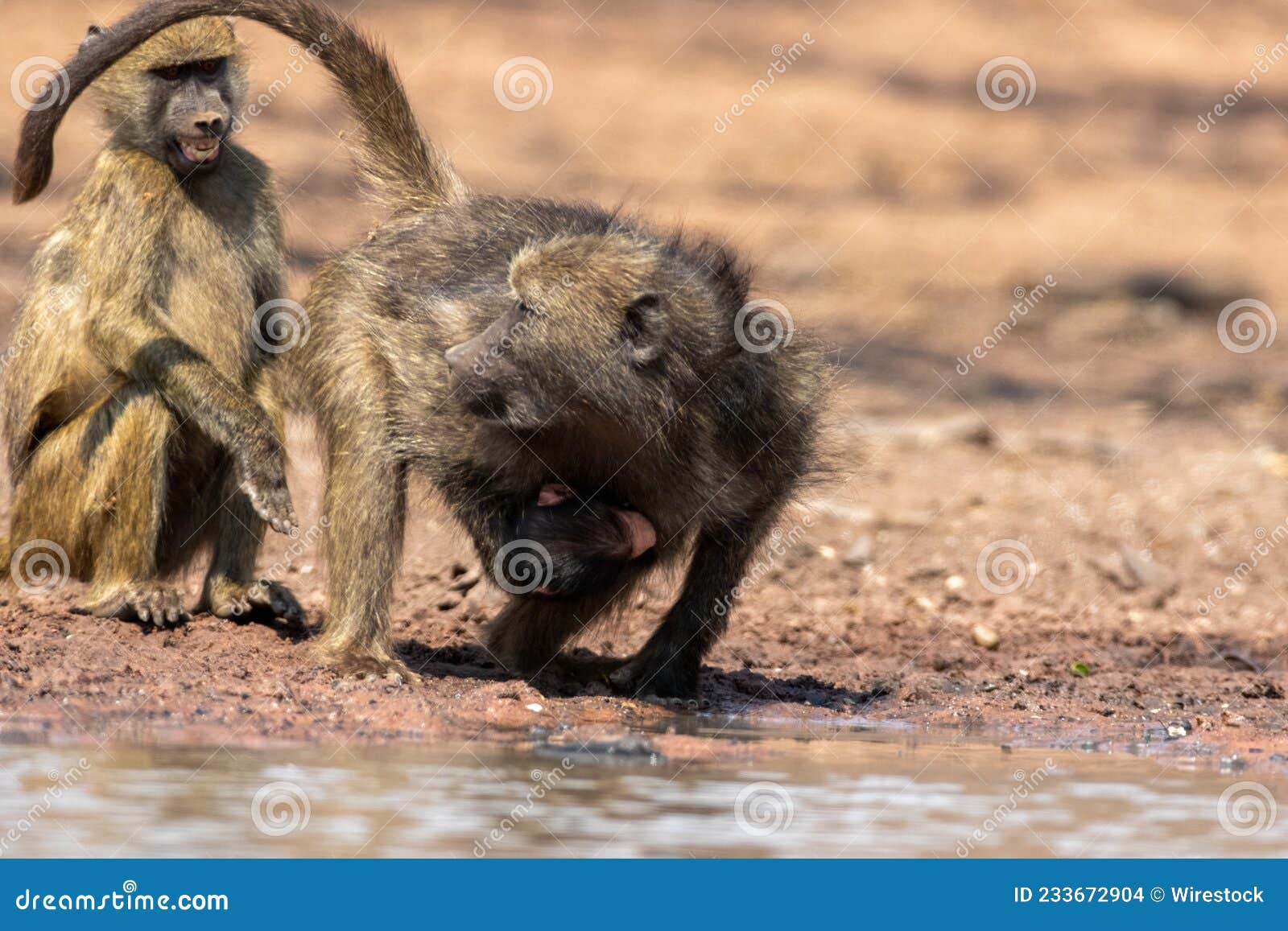Monkeys Drinking In A Puddle. Batu Caves Hindu Temple. Gombak, Selangor ...