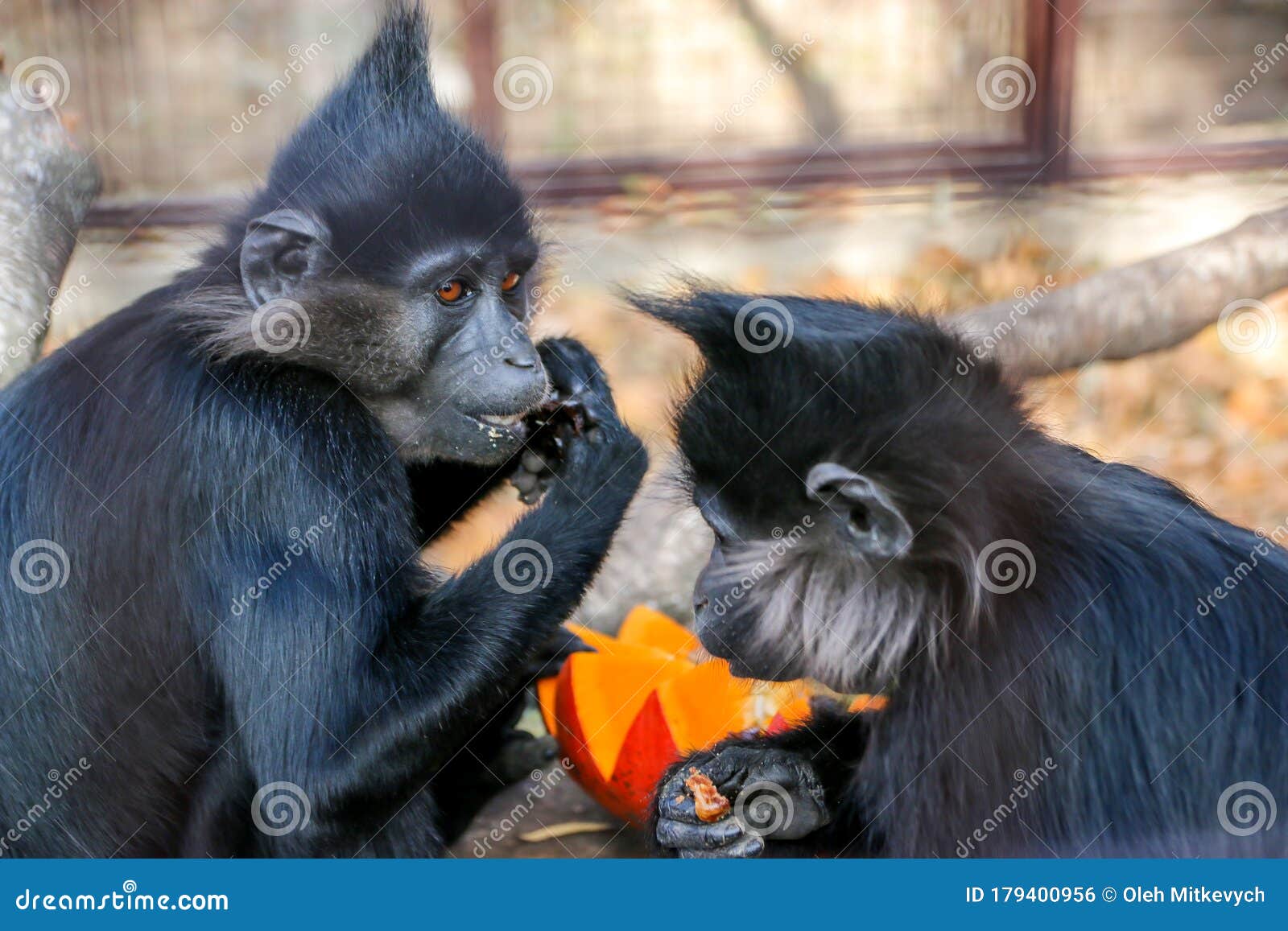 Monkeys eat pumpkins stock photo. Image of national - 179400956