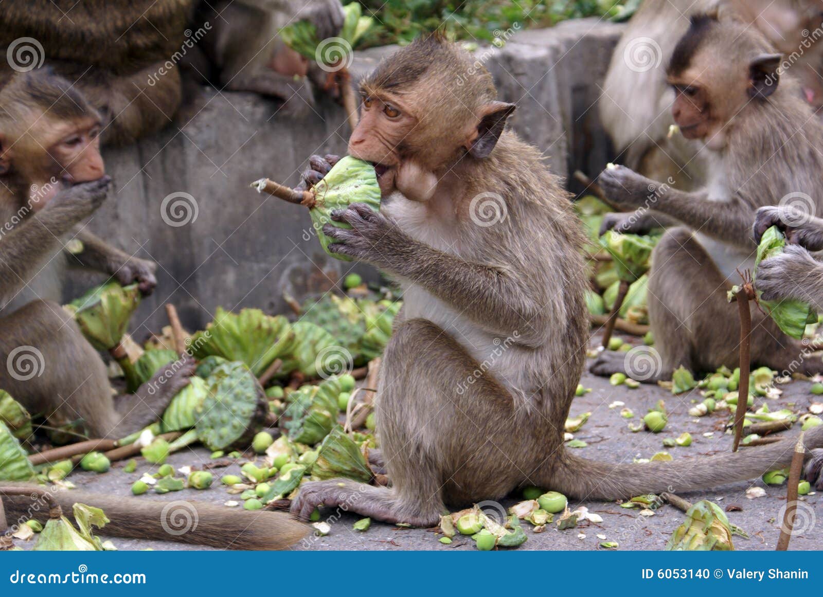 Monkeys eating stock photo. Image of isolated, cute, single - 6053140