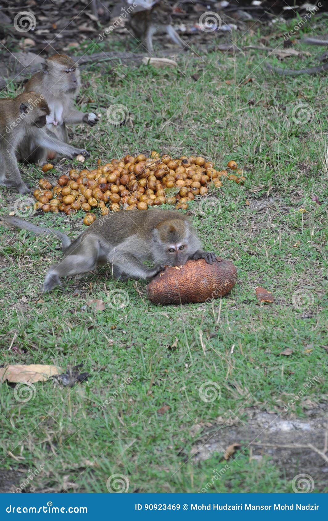 Monkeys eating it food. stock image. Image of food, eating - 90923469