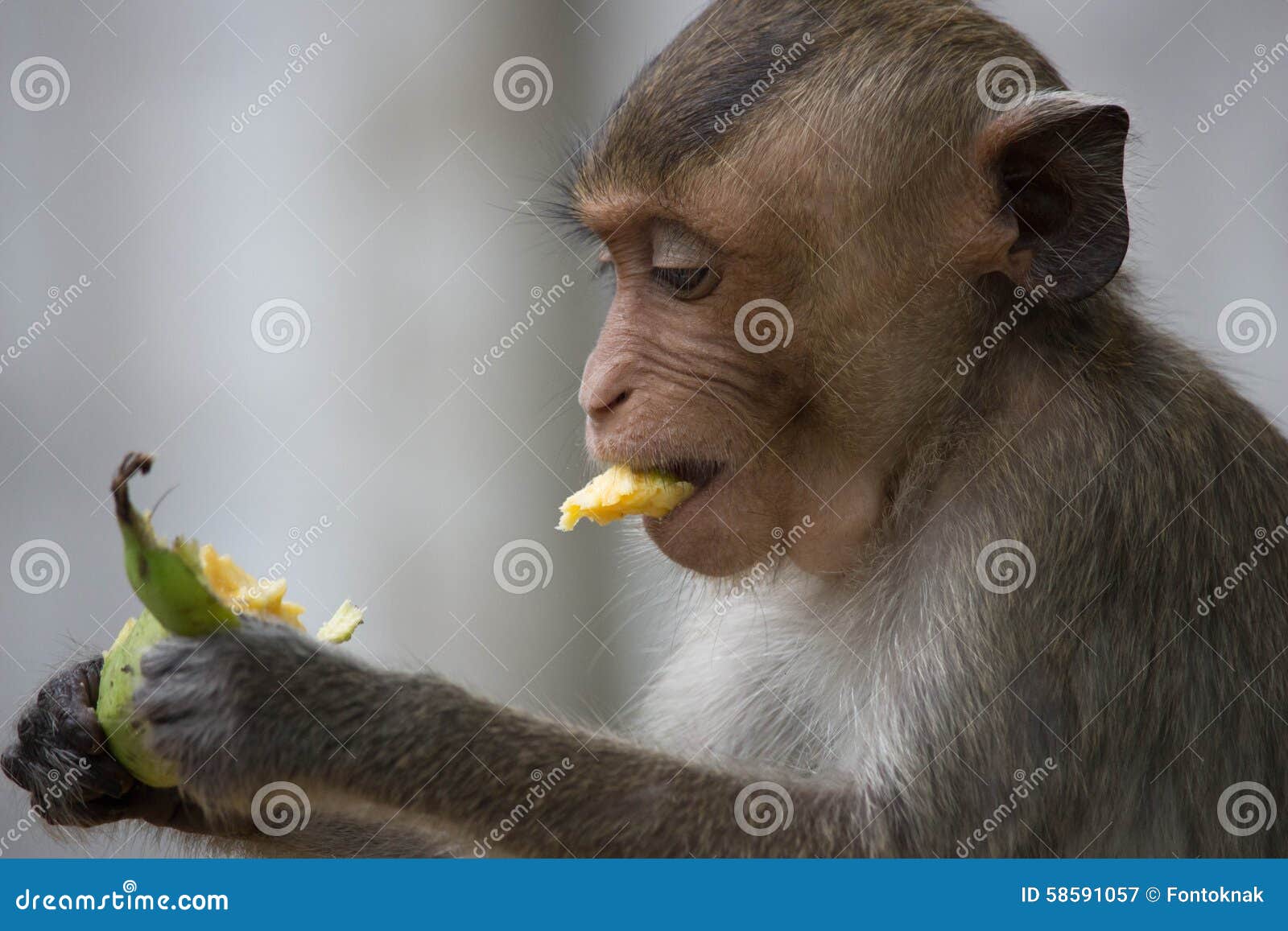 Monkeys eating stock image. Image of eating, real, natural - 58591057