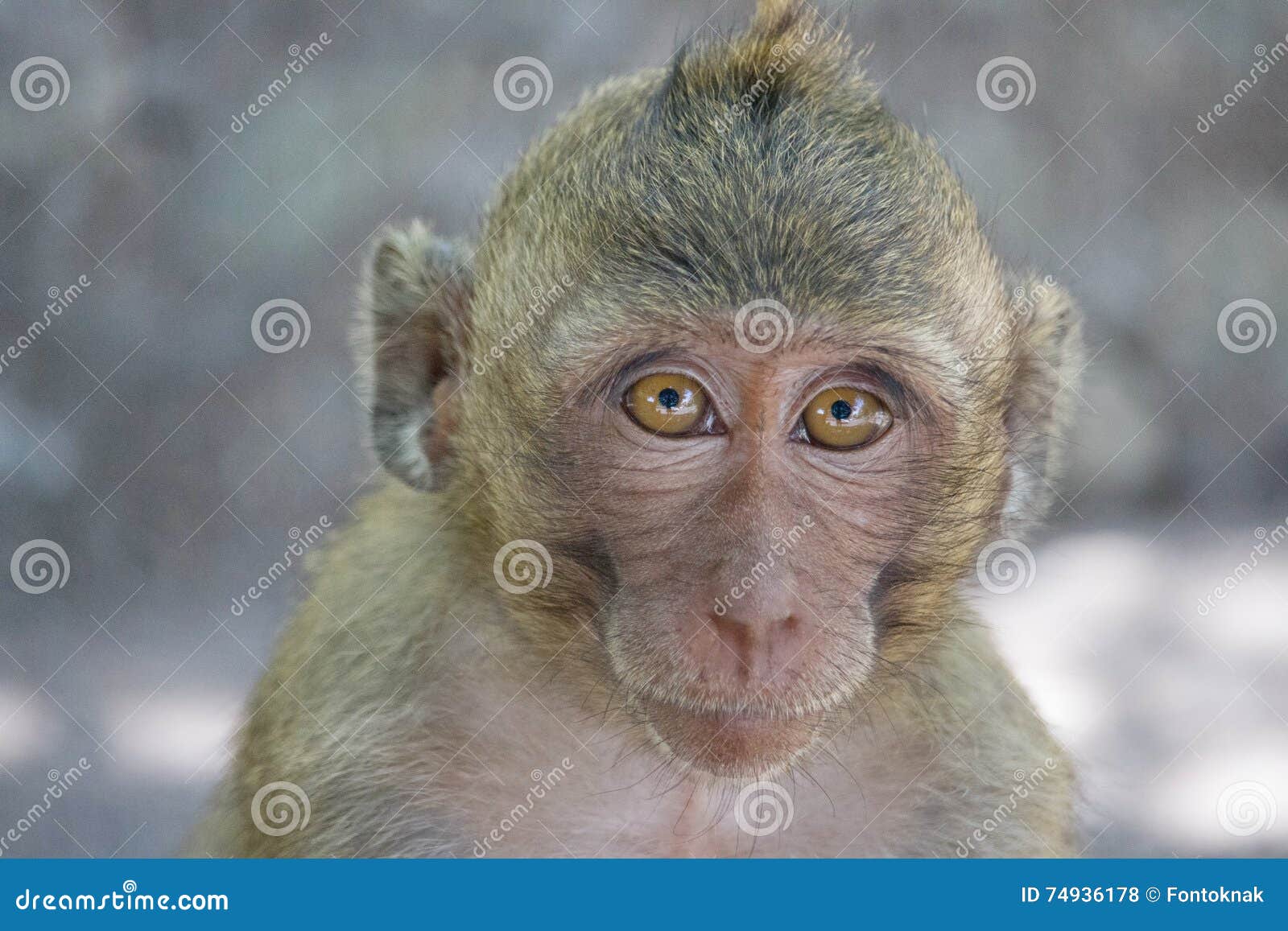 Monkeys el retrato foto de archivo. Imagen de lindo, caliente - 74936178