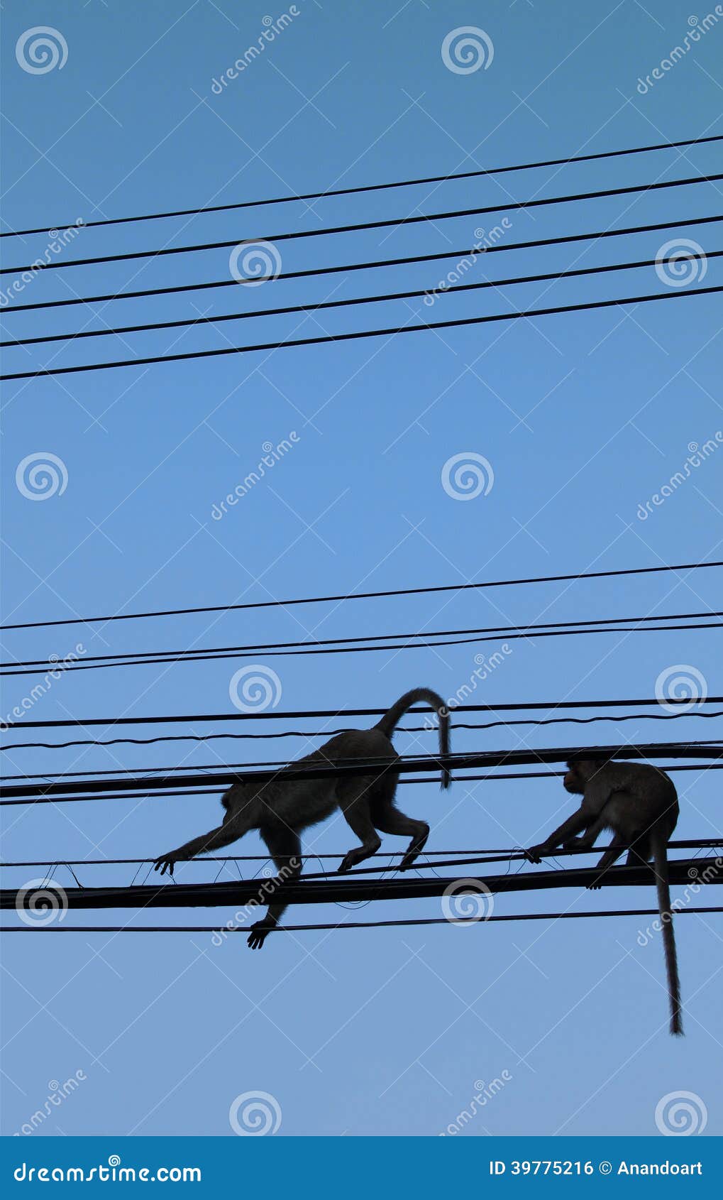Monkeys in the Electricity Line Stock Photo - Image of vertical ...