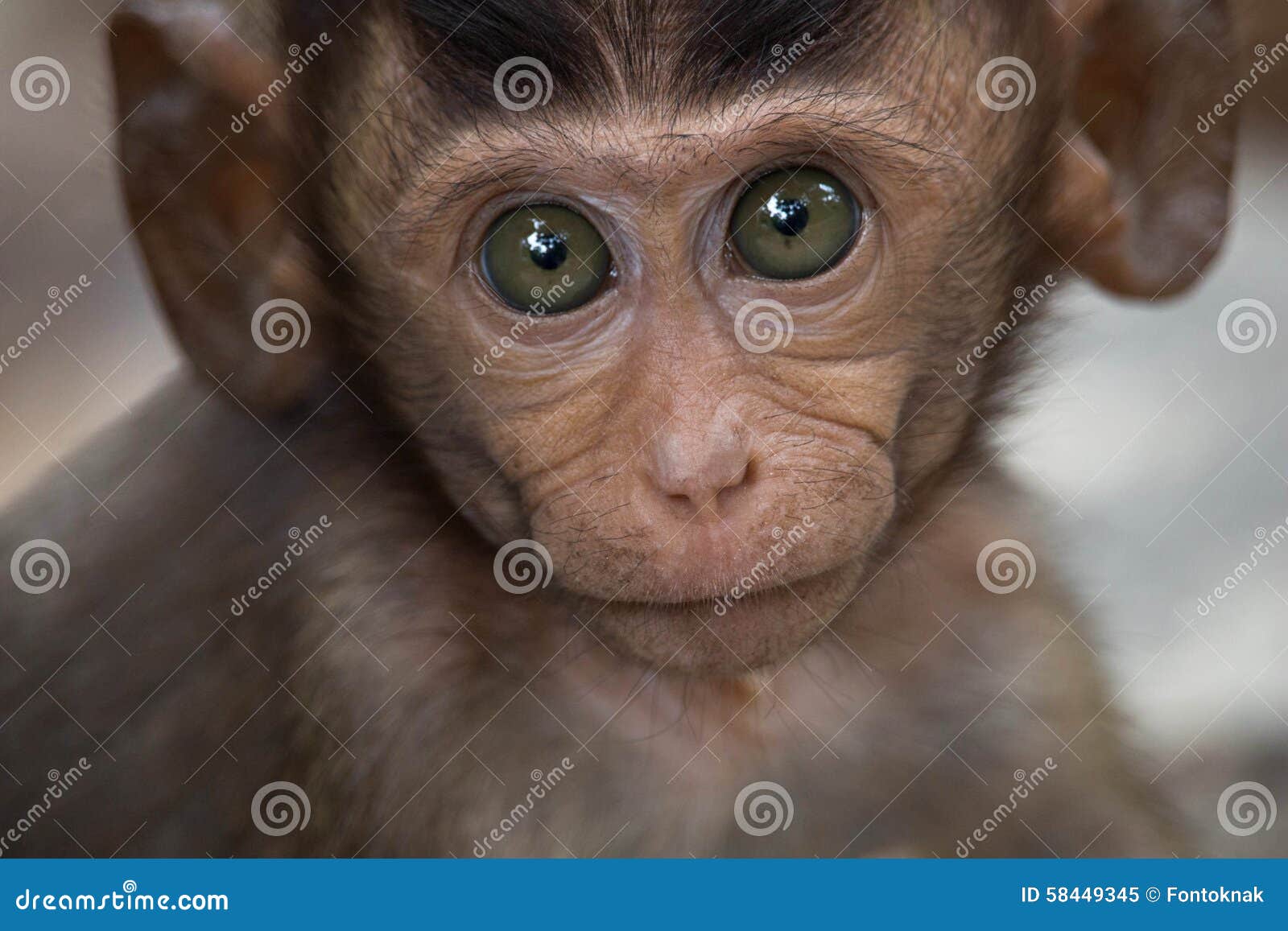 Monkeys face stock image. Image of thailand, face, mother - 58449345