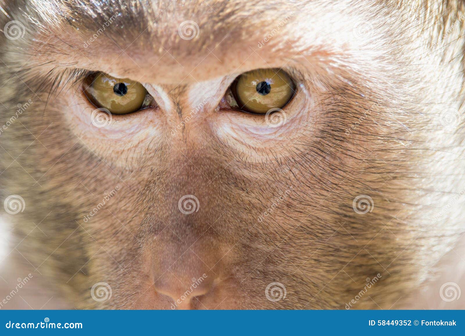 Monkeys face stock photo. Image of natural, love, funny - 58449352