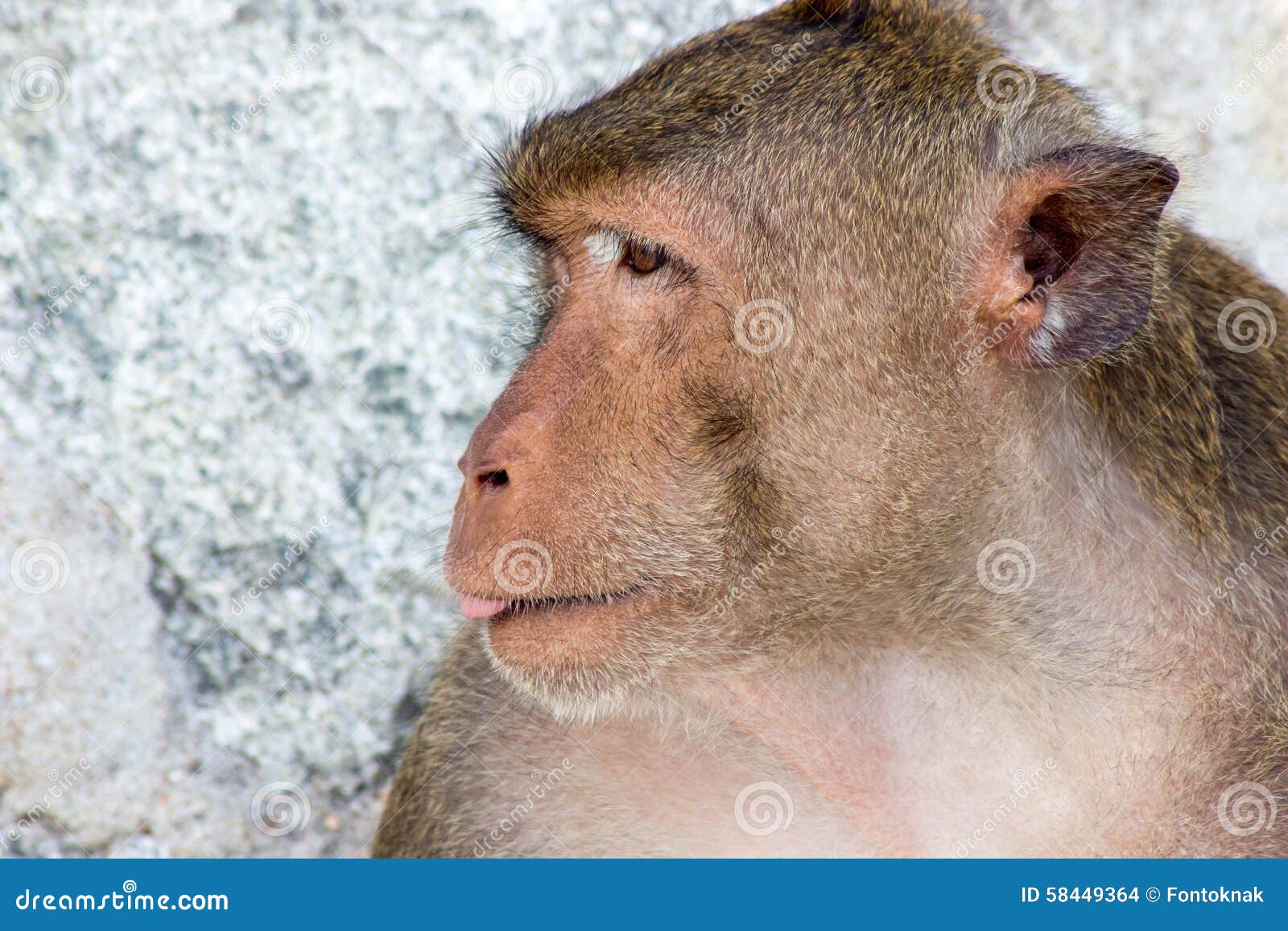 Monkeys face stock photo. Image of face, monkey, mother - 58449364