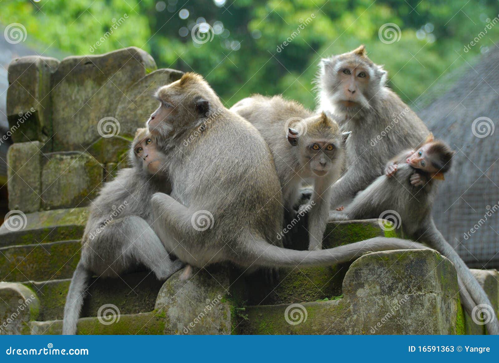 Monkeys family stock image. Image of color, animals, hair - 16591363