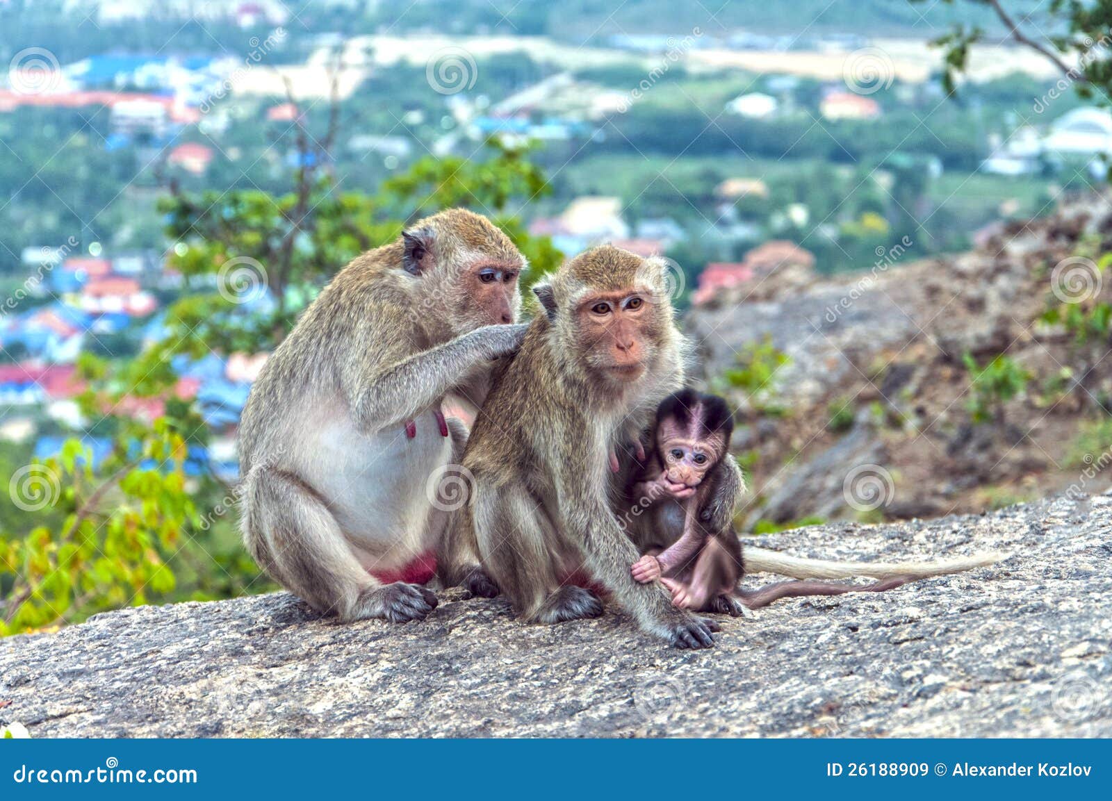 The monkeys family stock image. Image of eyes, mother - 26188909
