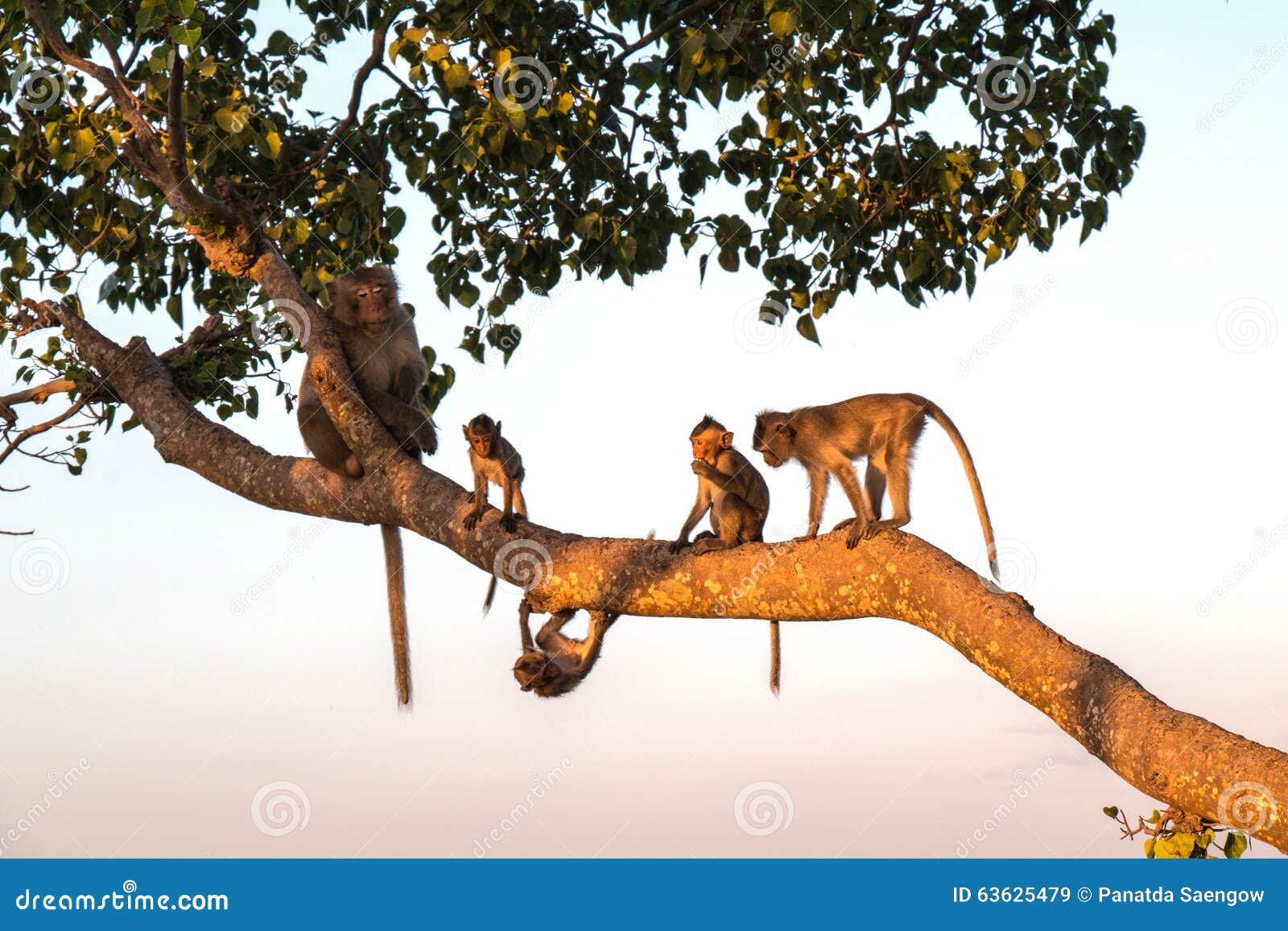 Monkeys family stock image. Image of mother, include - 63625479