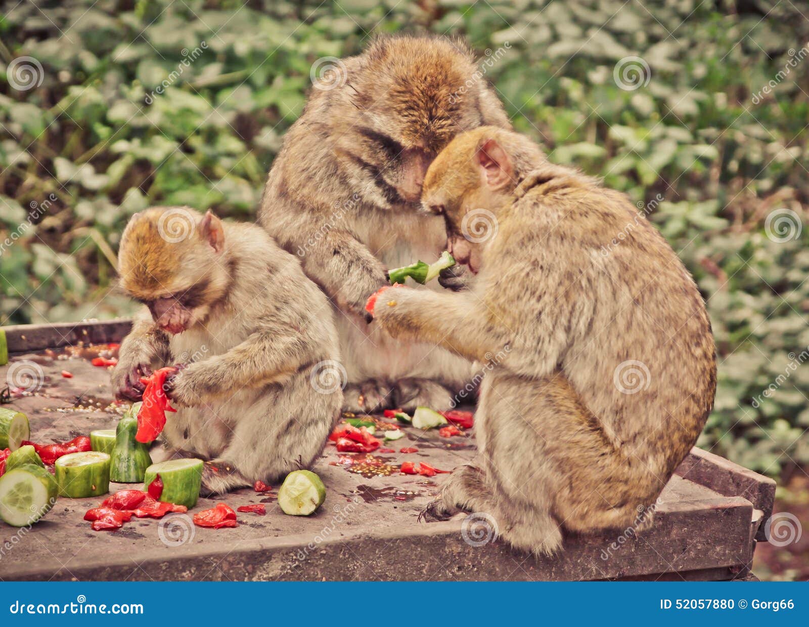 Monkeys stock photo. Image of green, brown, primate, communicate - 52057880