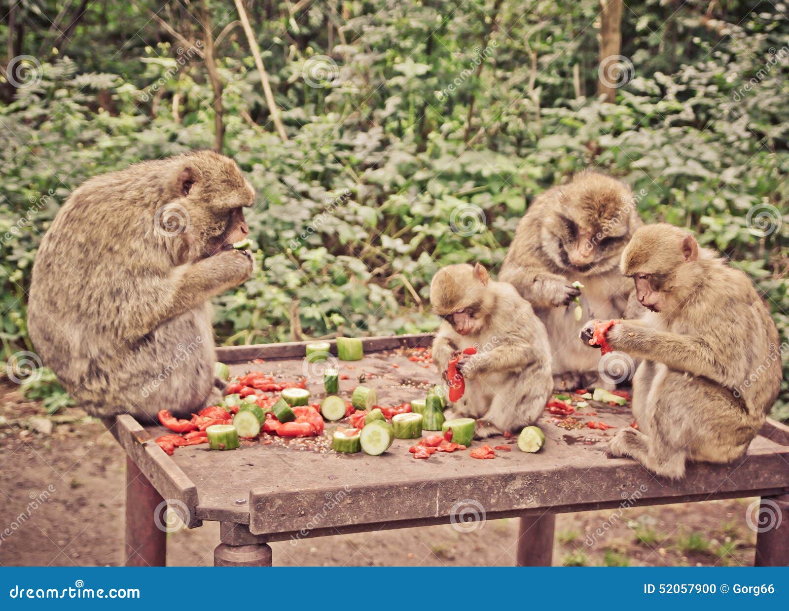 Monkeys stock photo. Image of whisper, lunch, monkeys - 52057900