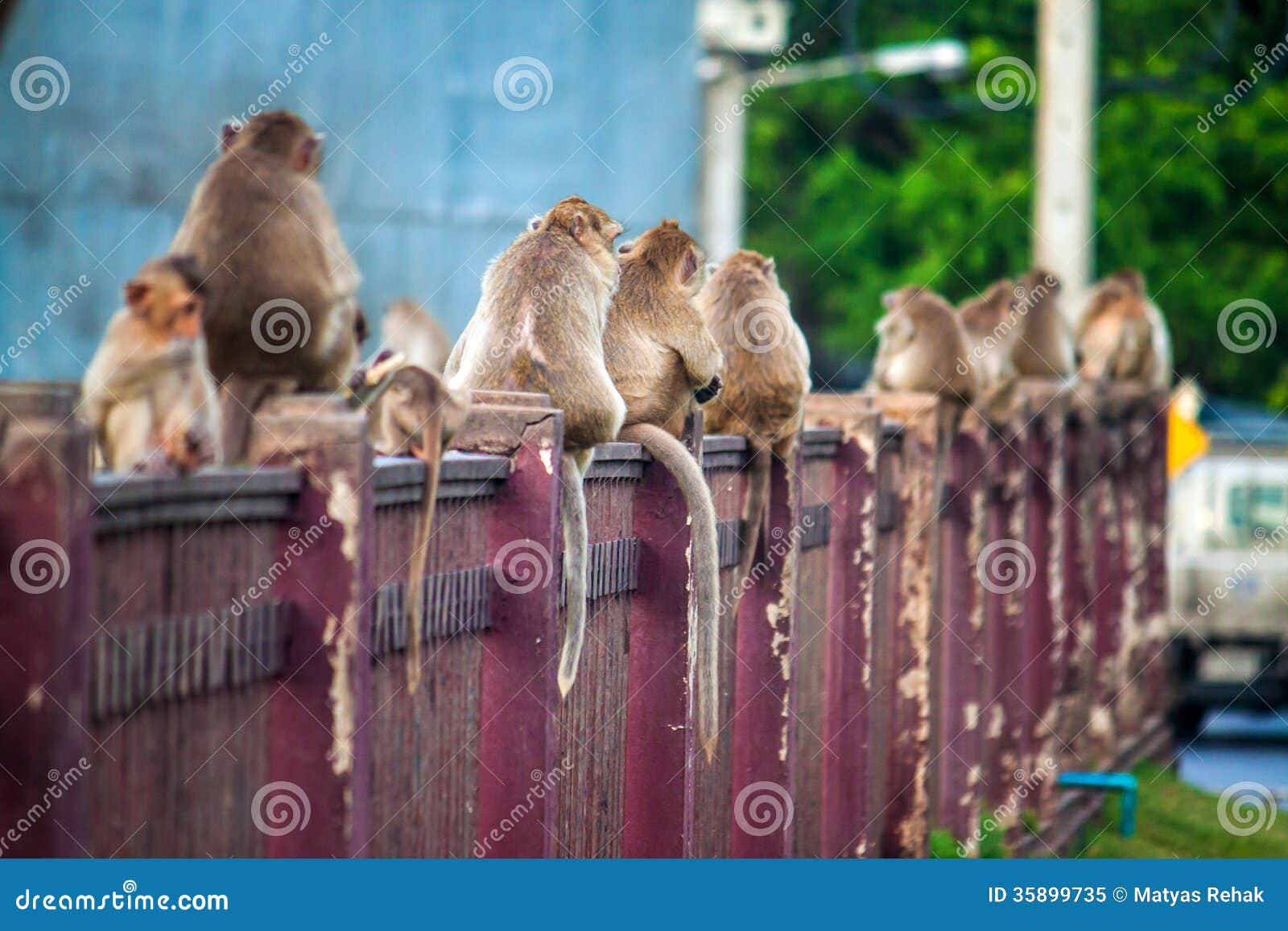Monkeys on a fence stock image. Image of asian, face - 35899735