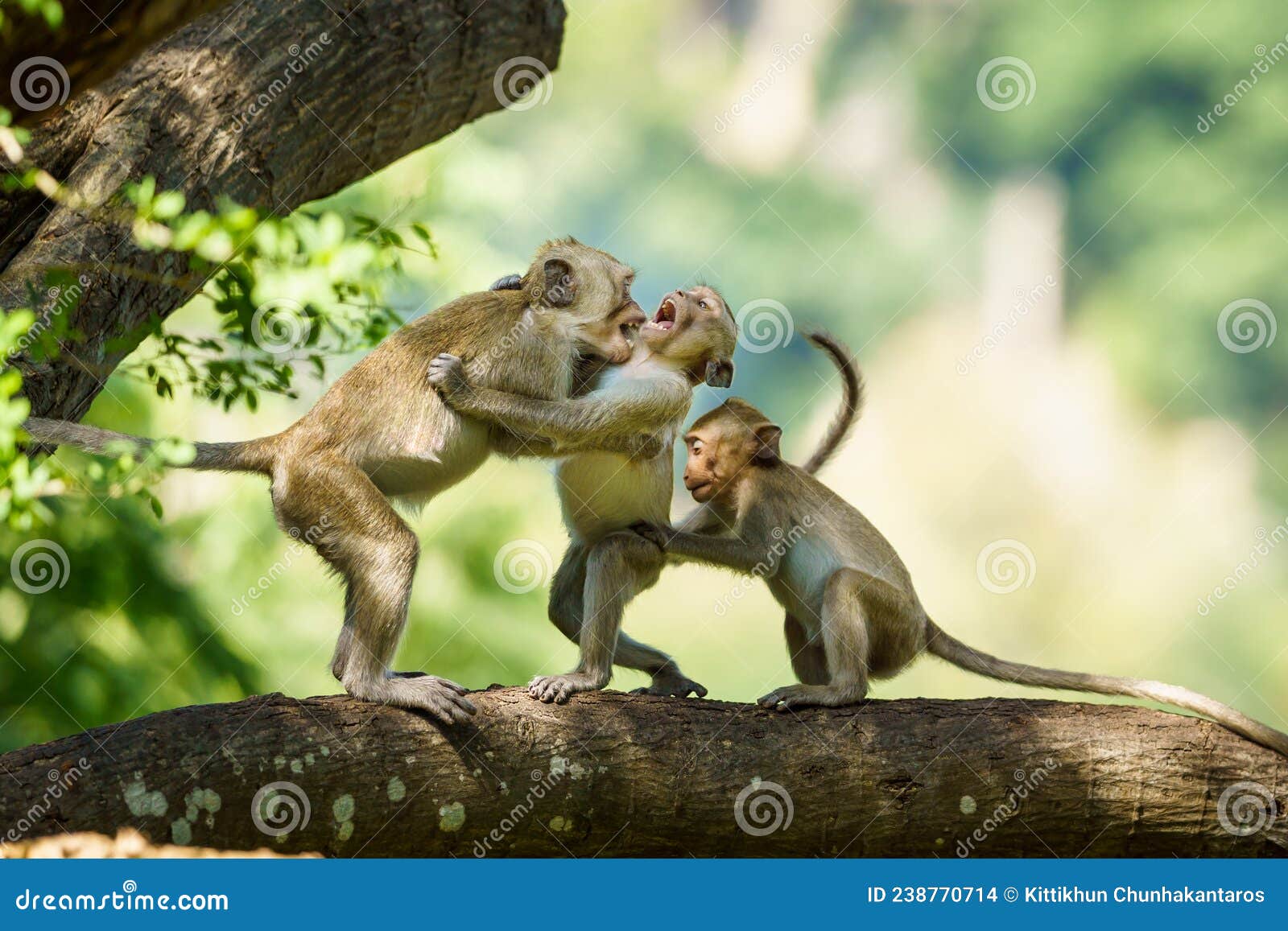 Monkeys Fight Each Other in the Trees Stock Photo - Image of chordata ...