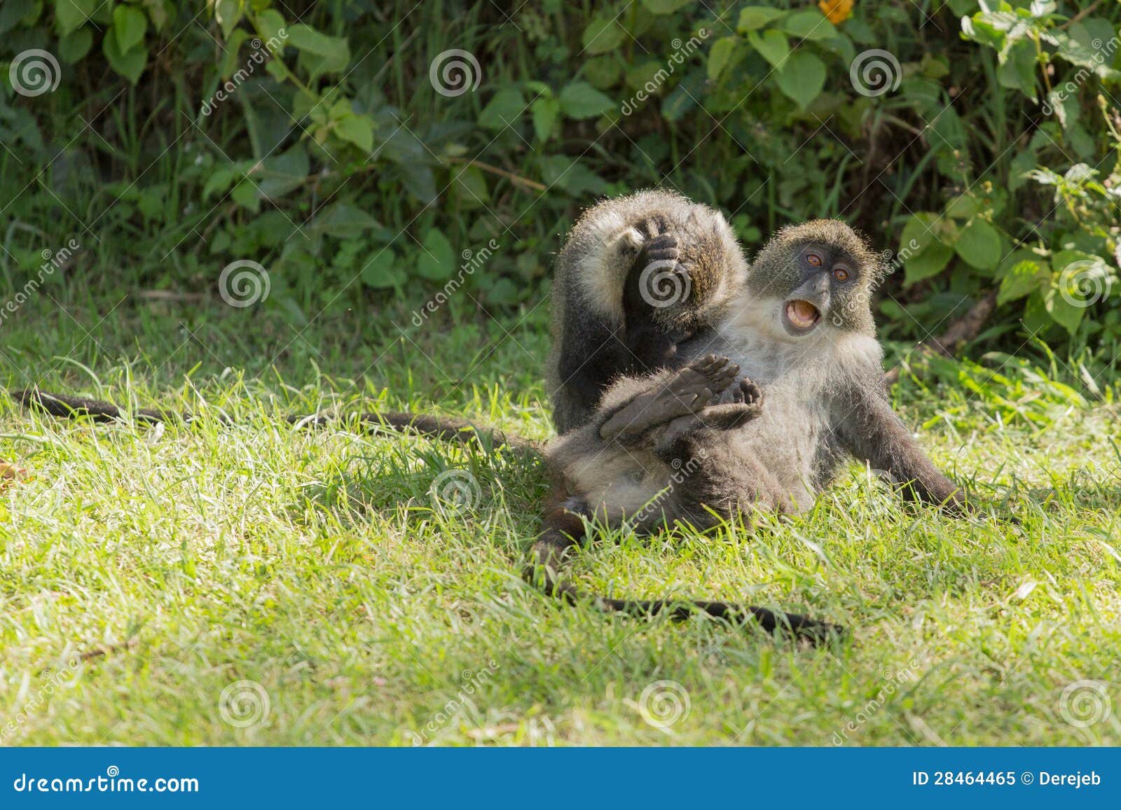 Monkeys fighting stock image. Image of aggressive, fight - 28464465