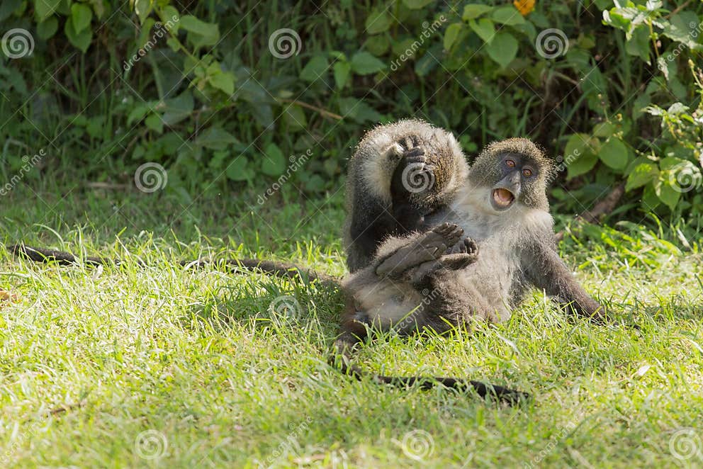 Monkeys fighting stock image. Image of aggressive, fight - 28464465