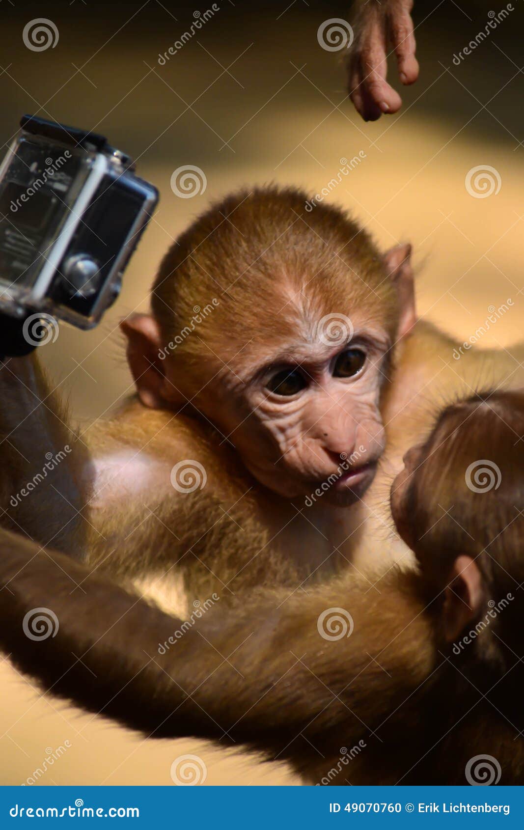 Monkeys Fighting for a Camera Stock Photo - Image of bossfather ...