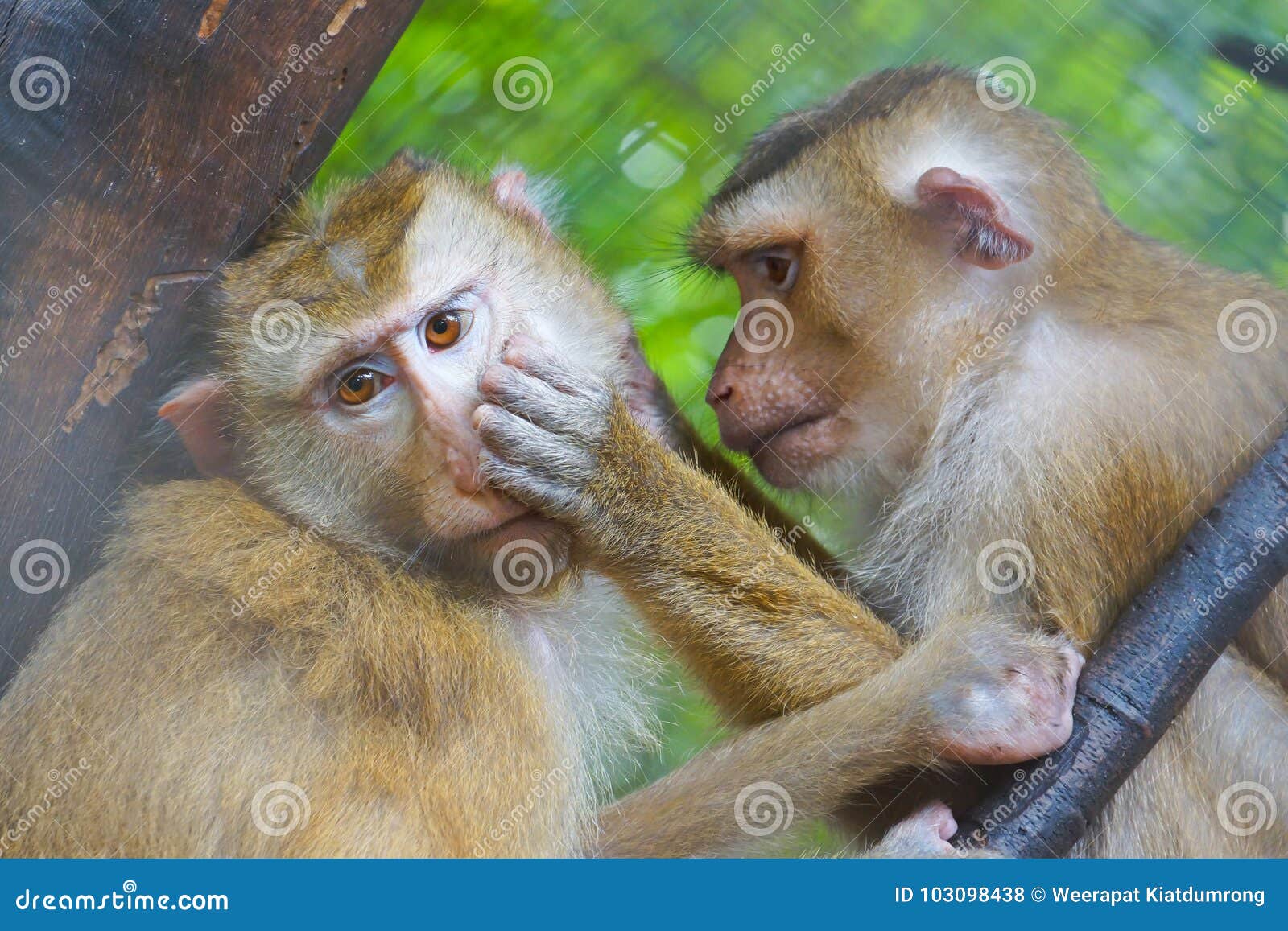Monkeys Finding Ticks or Flea Stock Photo - Image of love, catch: 103098438