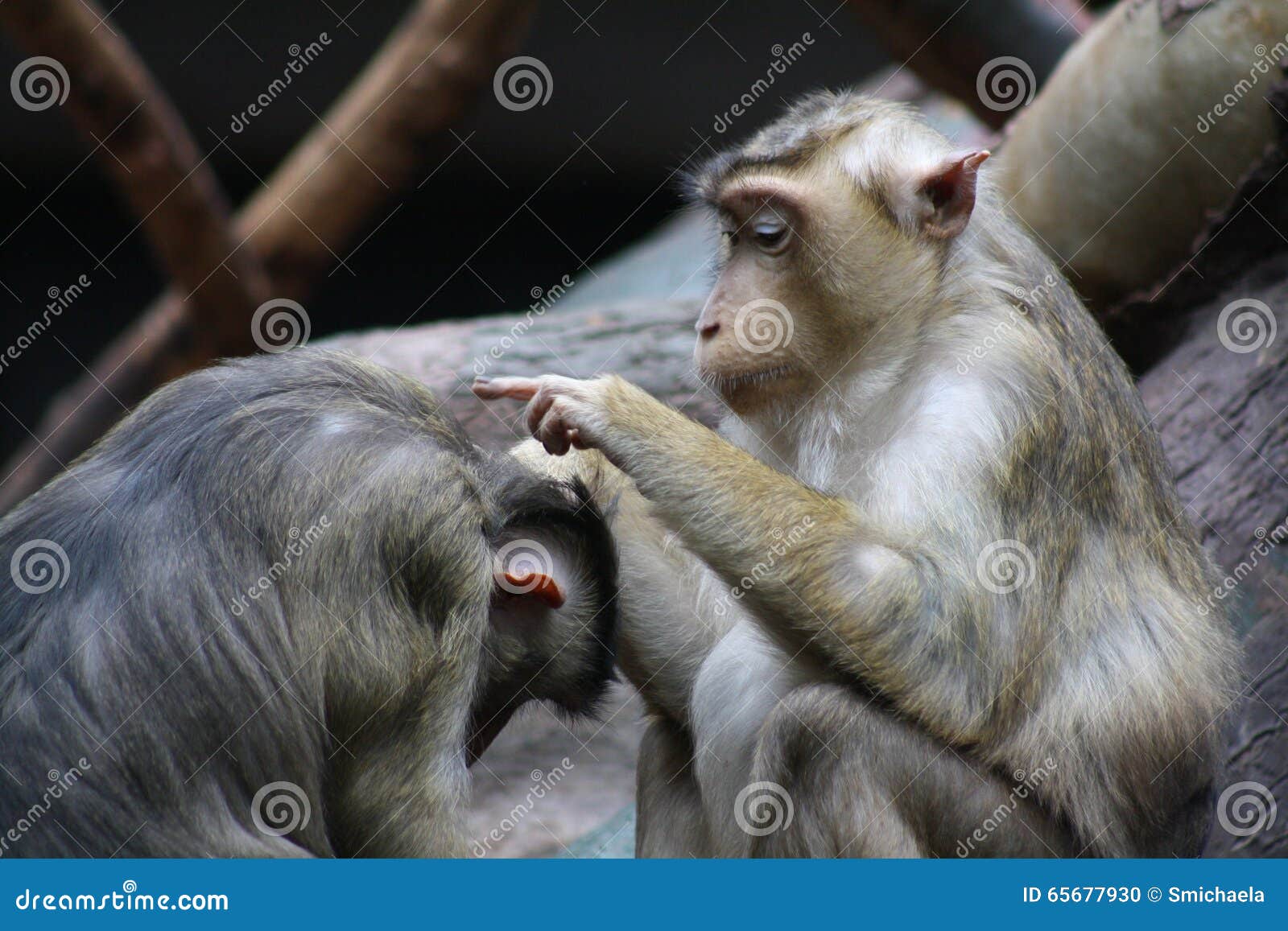 Two Monkeys Fighting In The Sand Royalty-Free Stock Photo ...