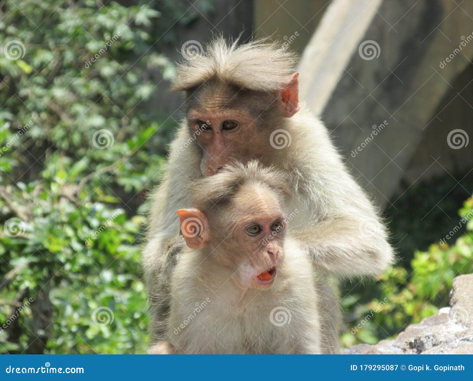 Monkeys in the forest stock image. Image of monke, beautiful - 179295087