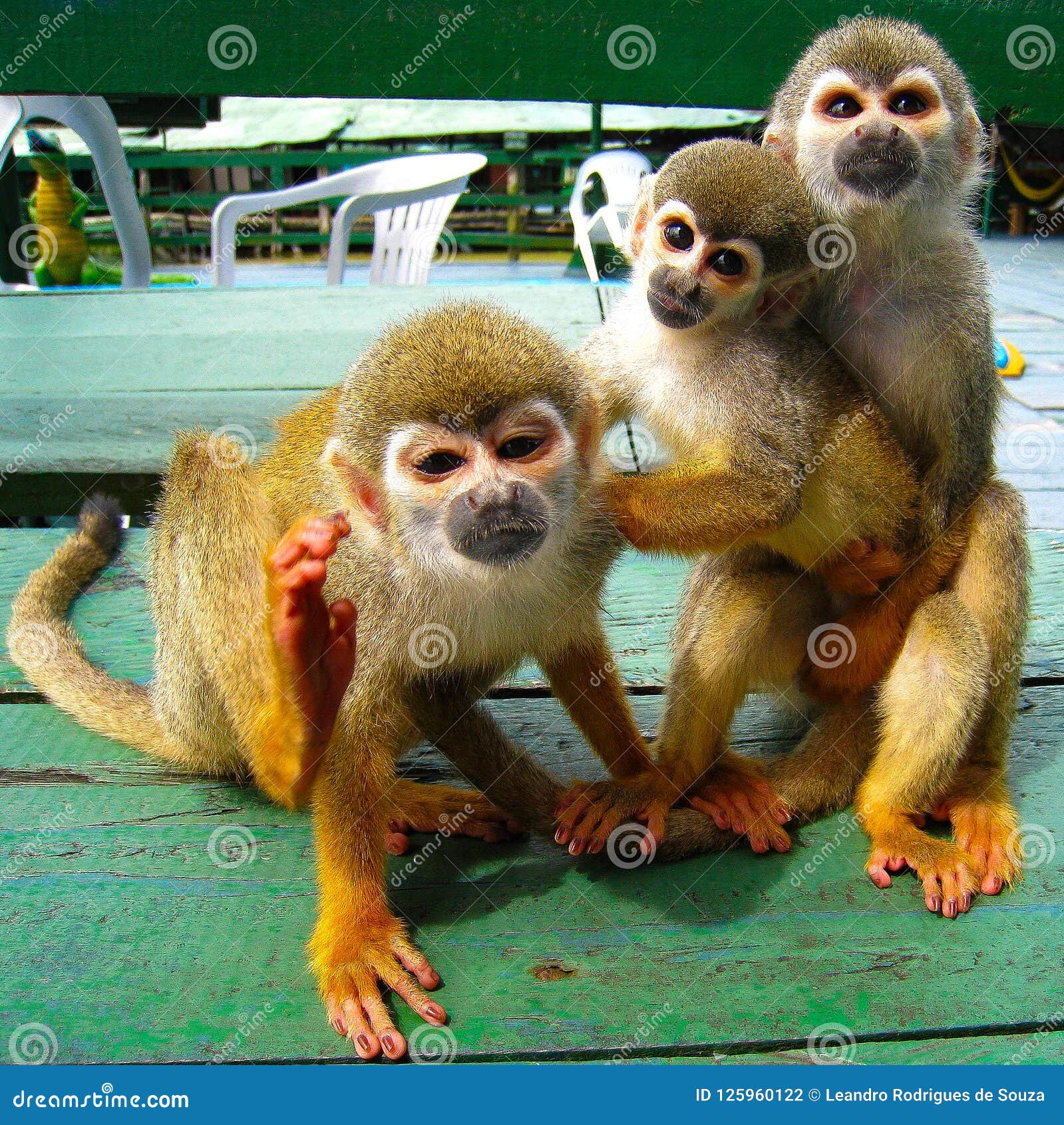 Monkeys in the Forest stock photo. Image of cute, forest - 125960122