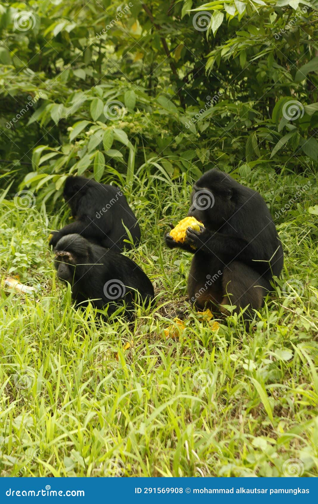 3 Monkeys in the Forest, One of Them Eating Mango Stock Photo - Image ...