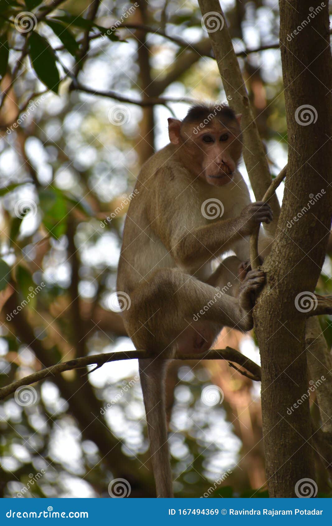 Monkeys In Zoo Doing Their Personal Hygiene Stock Photography ...