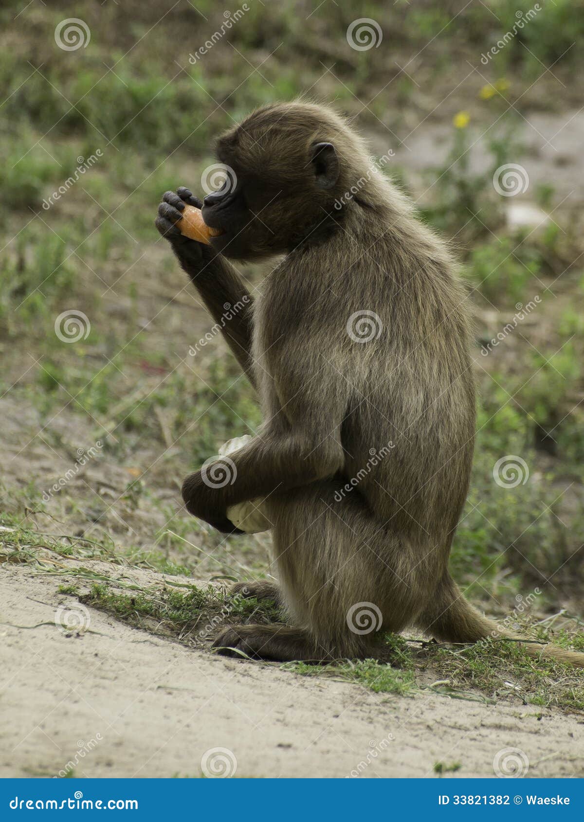 Monkeys stock photo. Image of animals, affen, animal - 33821382