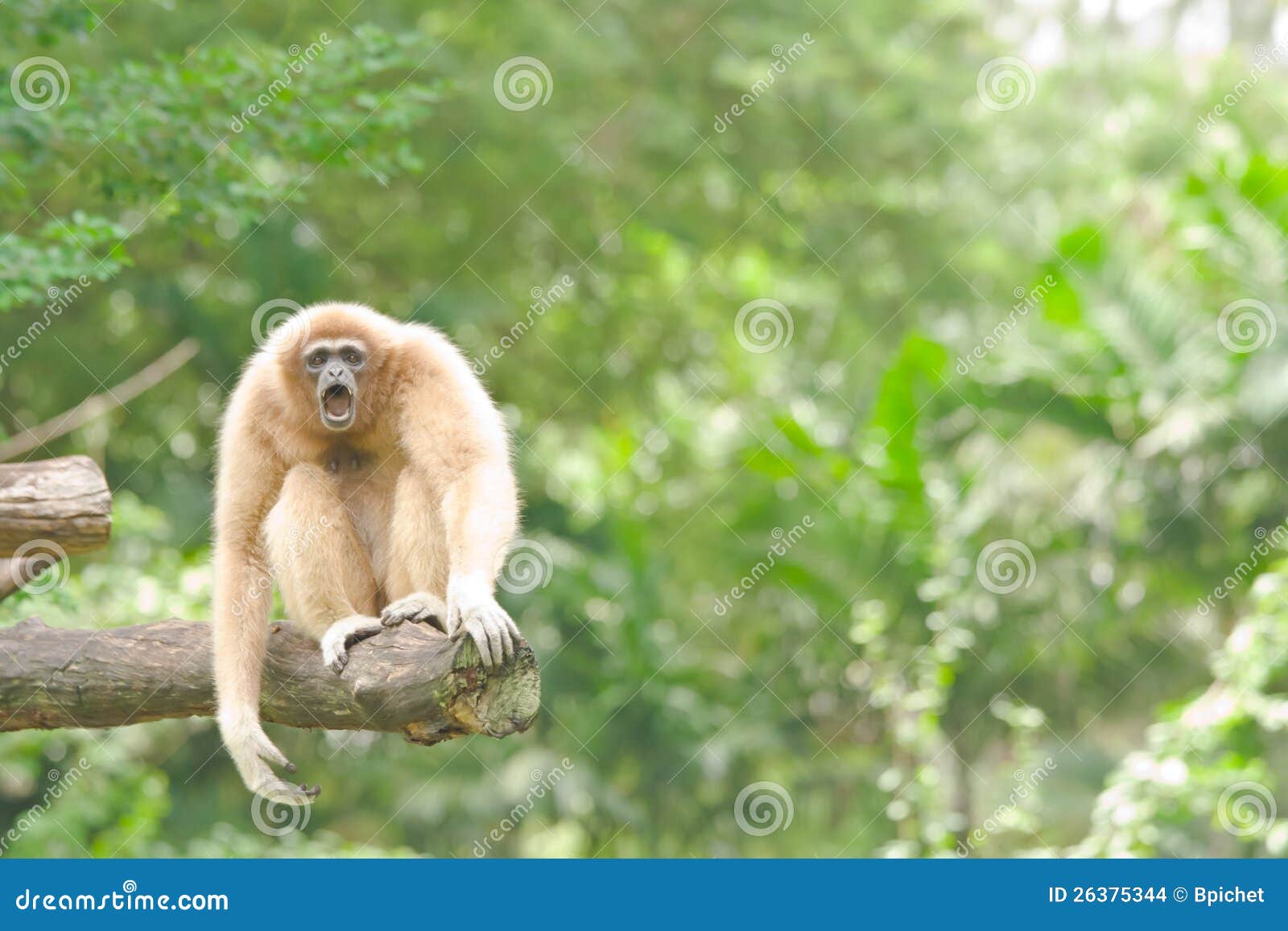 Monkeys, gibbons. stock photo. Image of hominid, orangutan - 26375344