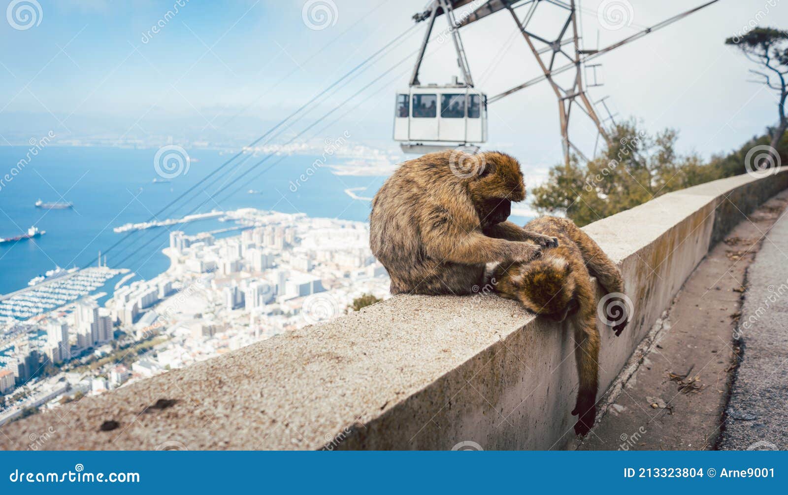 Monkeys on the Gibraltar Rock with Cable Car in Background Stock Photo ...