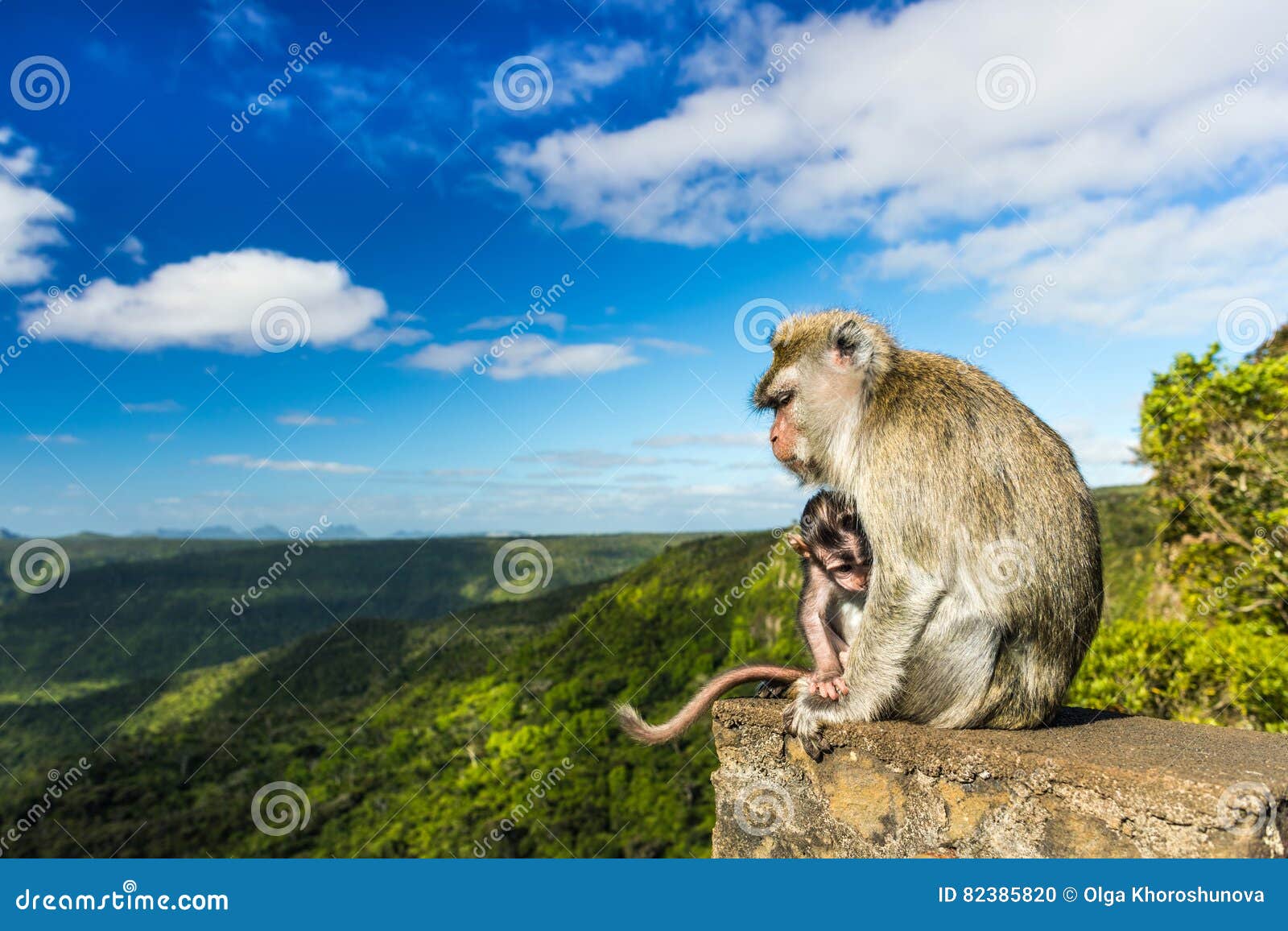 Monkeys at the Gorges Viewpoint. Mauritius. Stock Photo - Image of ...