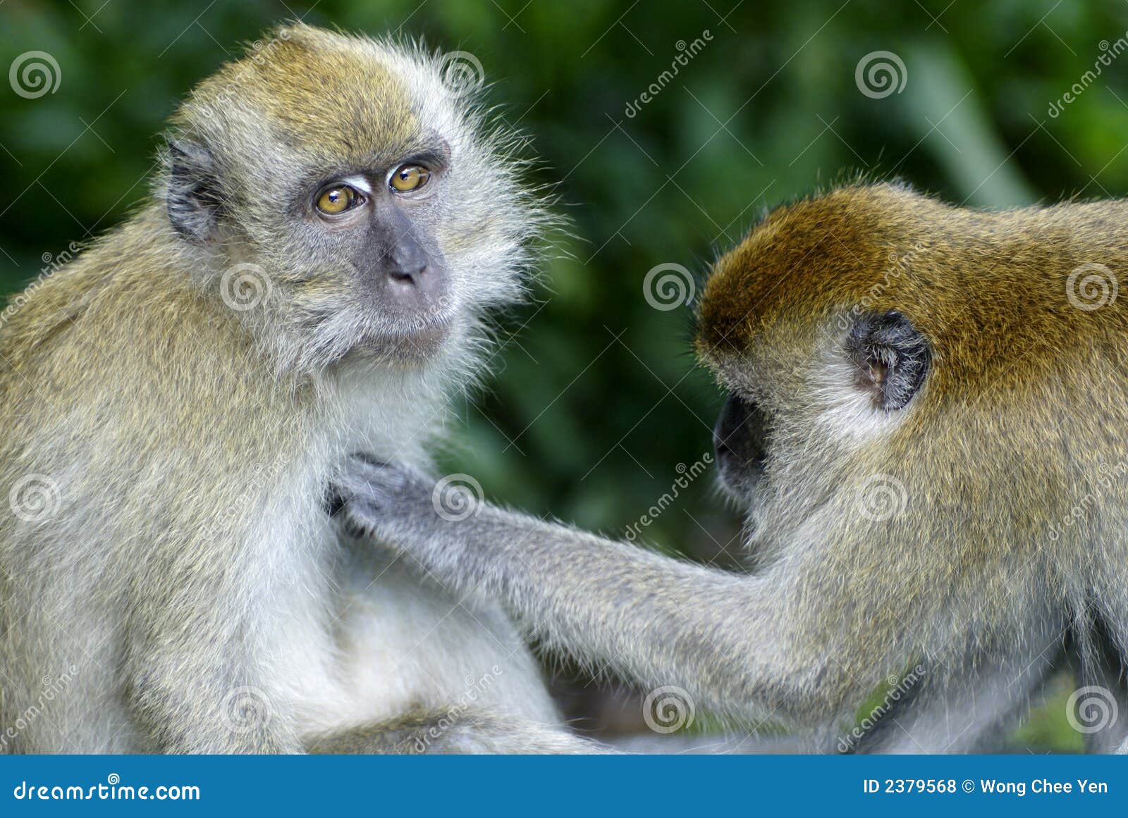 Monkeys grooming stock photo. Image of groom, hygiene - 2379568