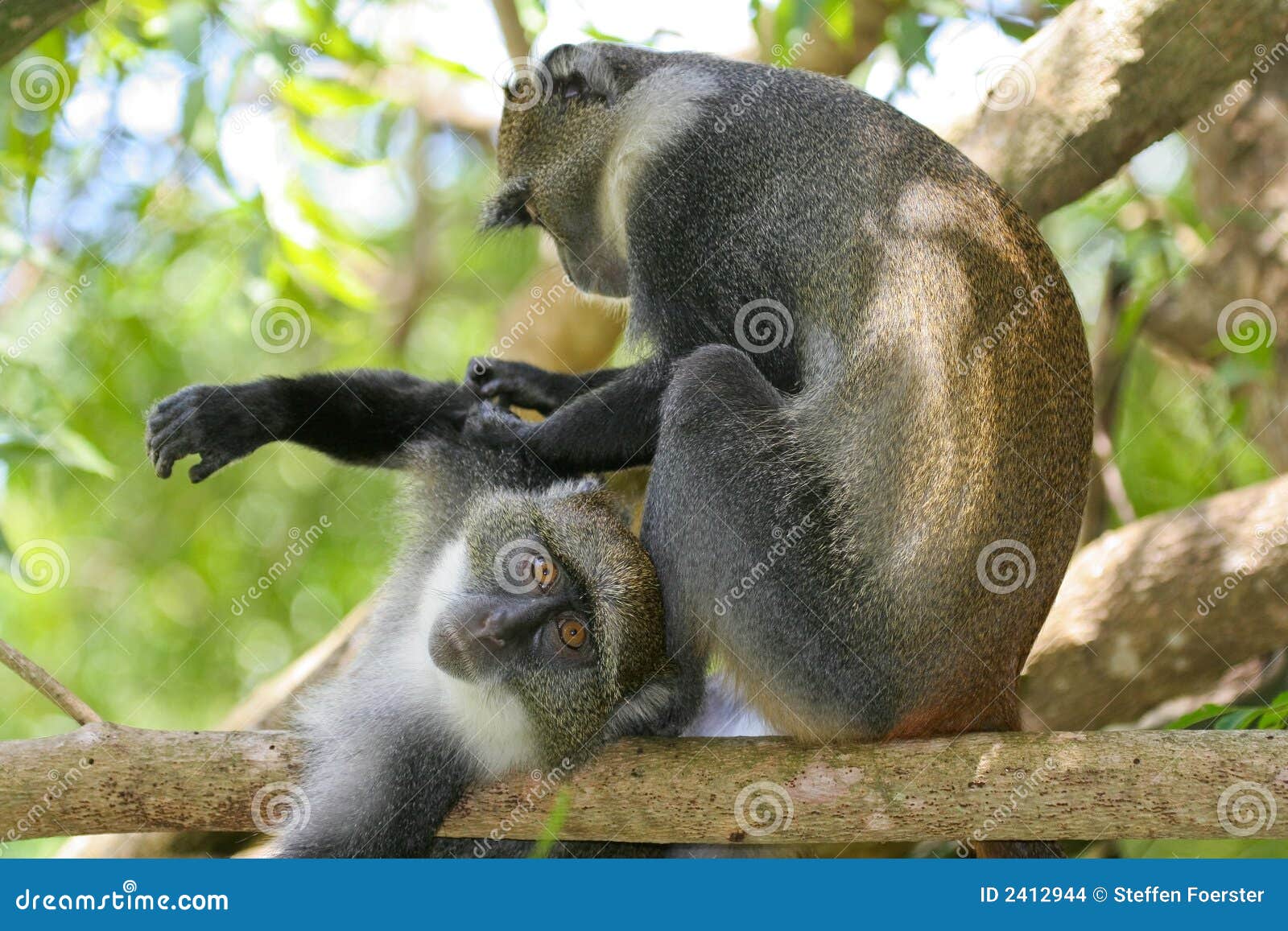 Monkeys grooming stock photo. Image of forest, wildlife - 2412944