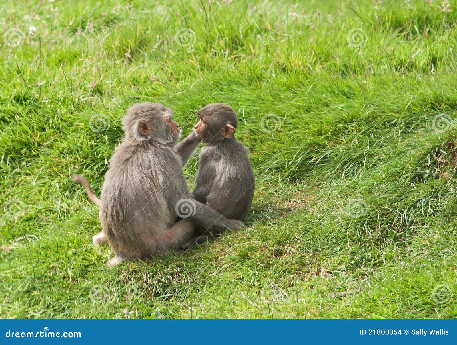 Monkeys Grooming Each Other Stock Photo - Image of grooming, fingers ...