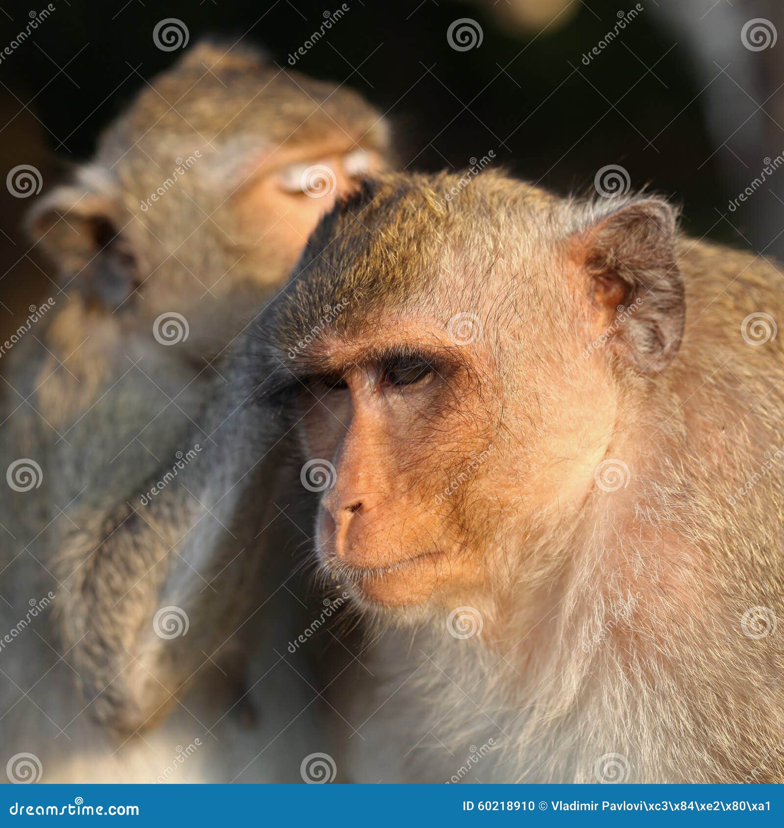 Monkeys grooming stock photo. Image of groom, long, grooming - 60218910