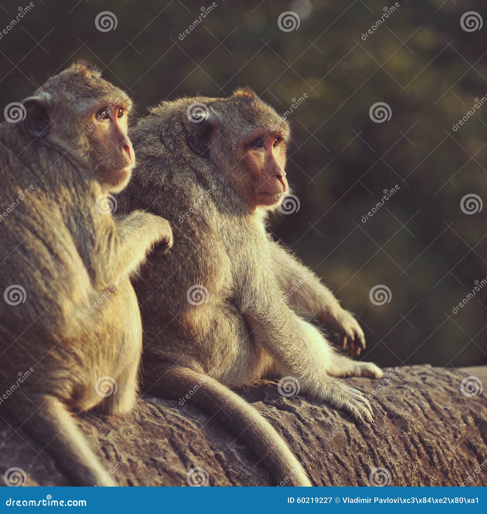 Monkeys grooming stock image. Image of together, primate - 60219227