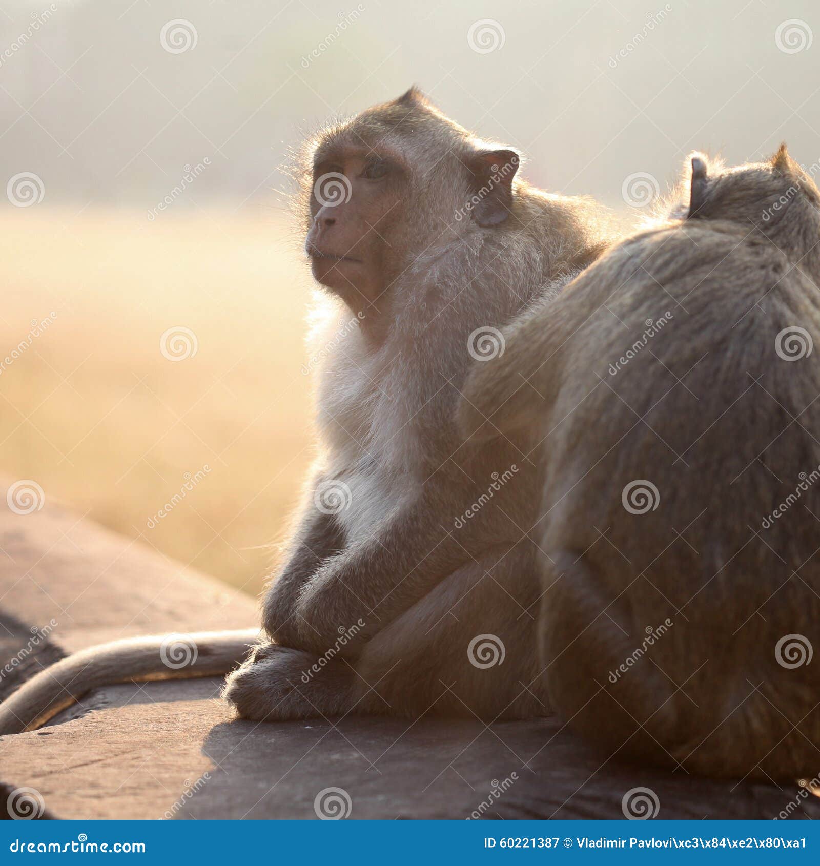 Monkeys grooming stock image. Image of groom, cambodia - 60221387