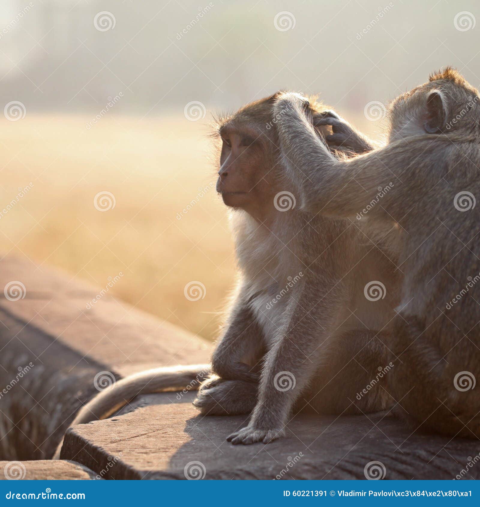Monkeys grooming stock image. Image of long, chimpanzee - 60221391